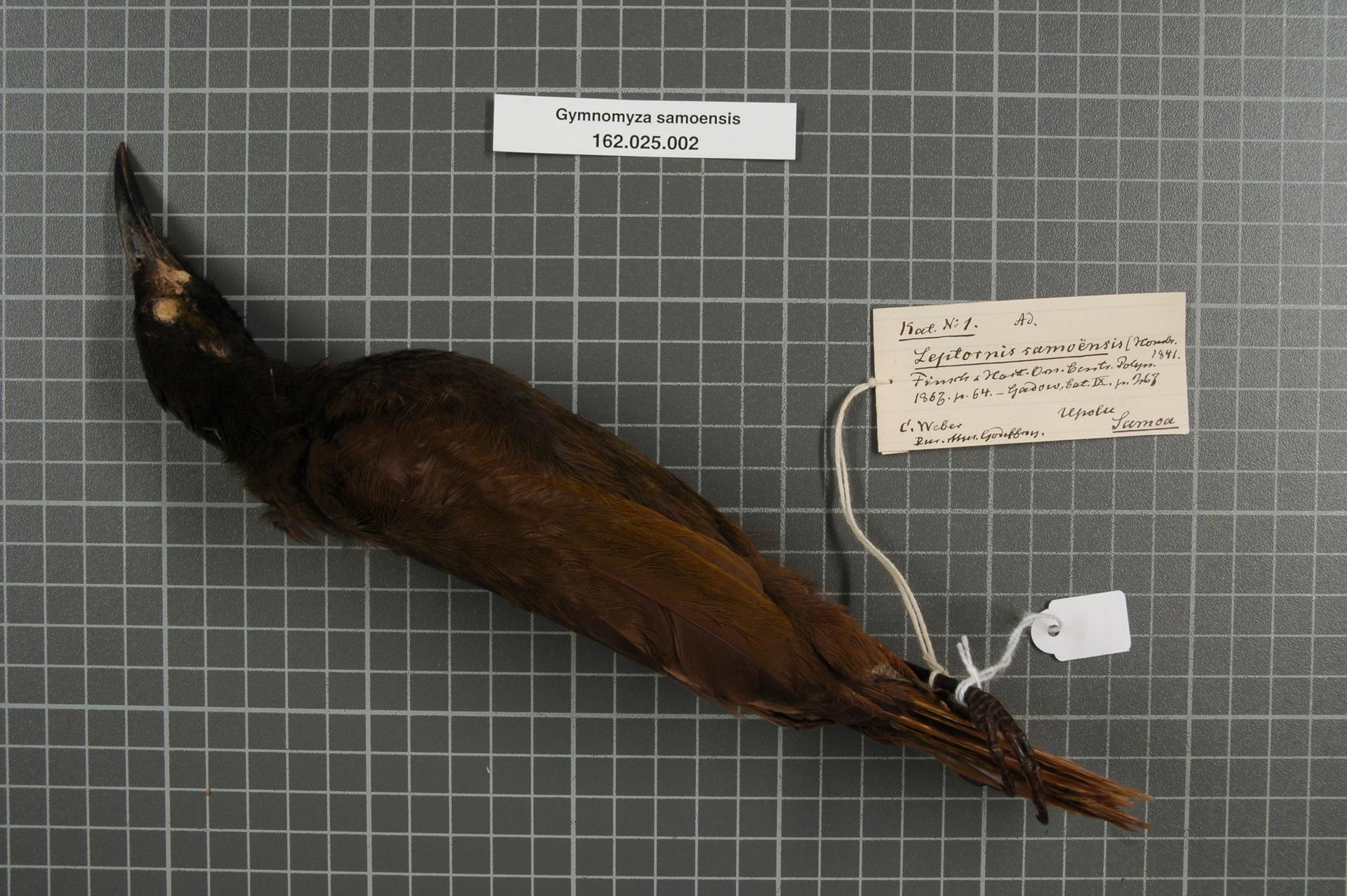 Mao (Gymnomyza samoensis) :: BirdWeather