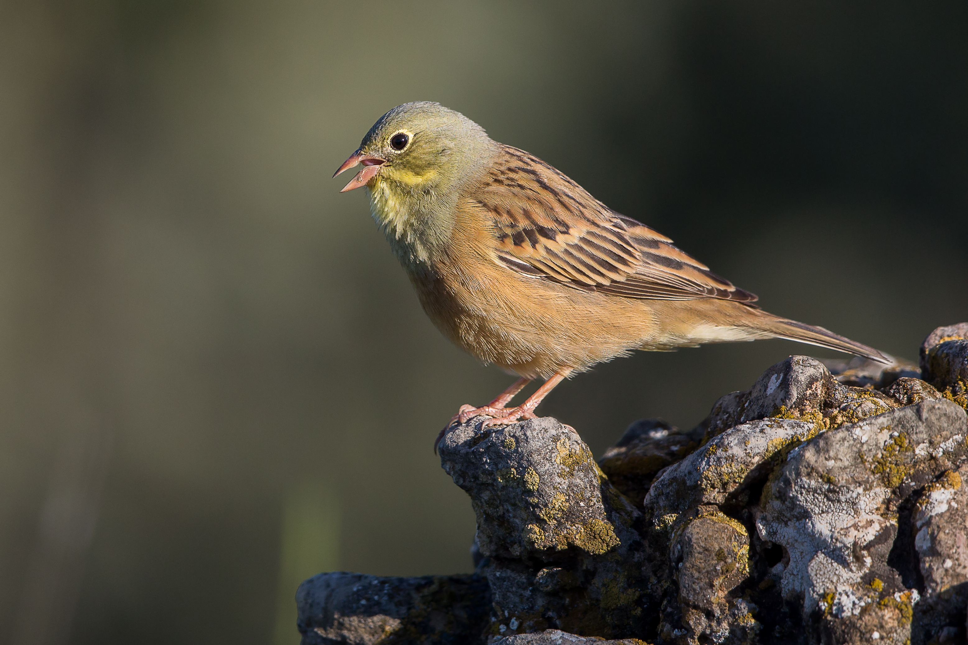 Ortolan Bunting (Emberiza hortulana) :: BirdWeather