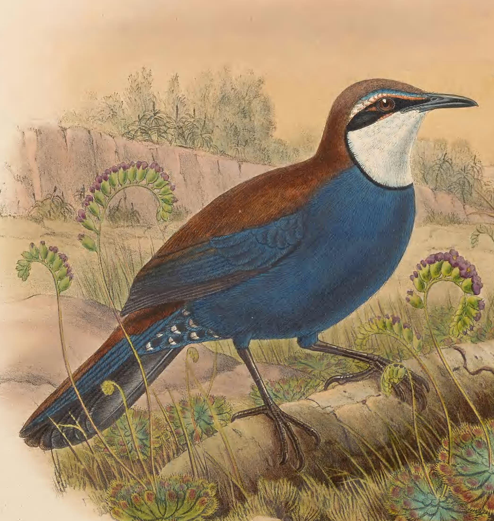 Chestnut-backed Jewel-babbler (Ptilorrhoa castanonota) :: BirdWeather