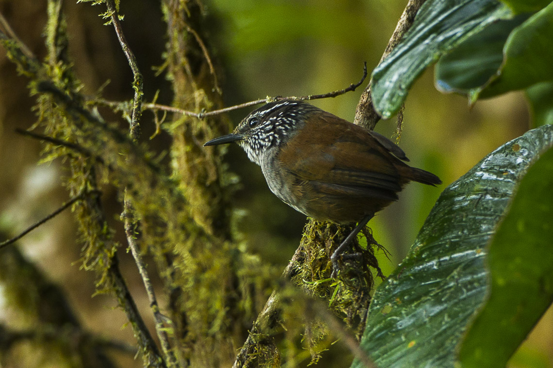 Gray-breasted Wood-Wren (Henicorhina leucophrys) :: BirdWeather