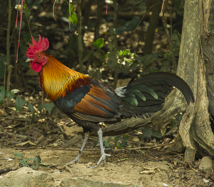 Red Junglefowl (Gallus gallus) :: BirdWeather
