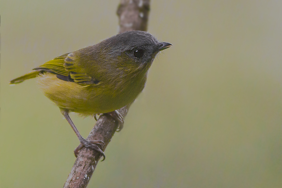 Green Shrike-Babbler (Pteruthius xanthochlorus) :: BirdWeather