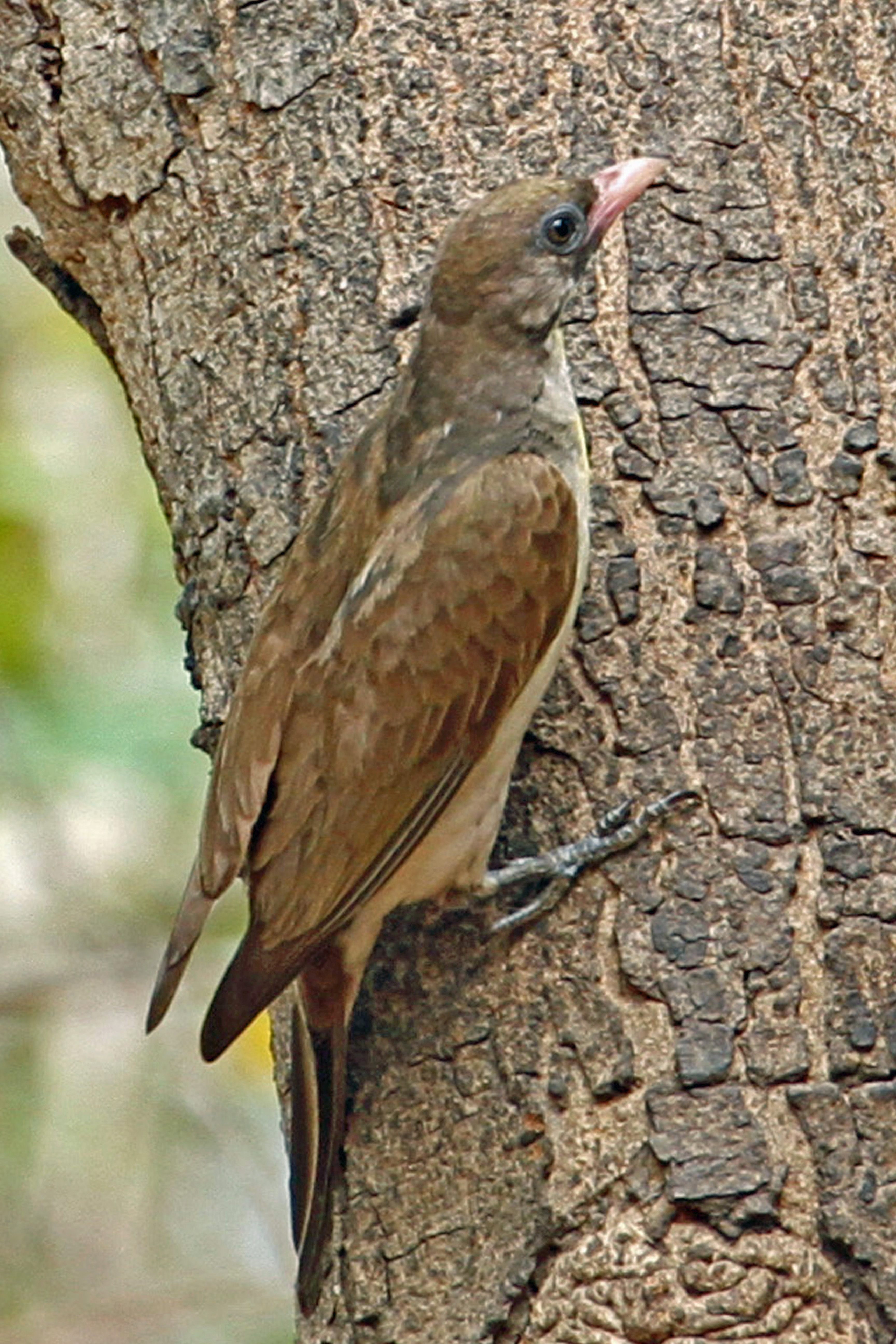 Greater Honeyguide (Indicator indicator) :: BirdWeather