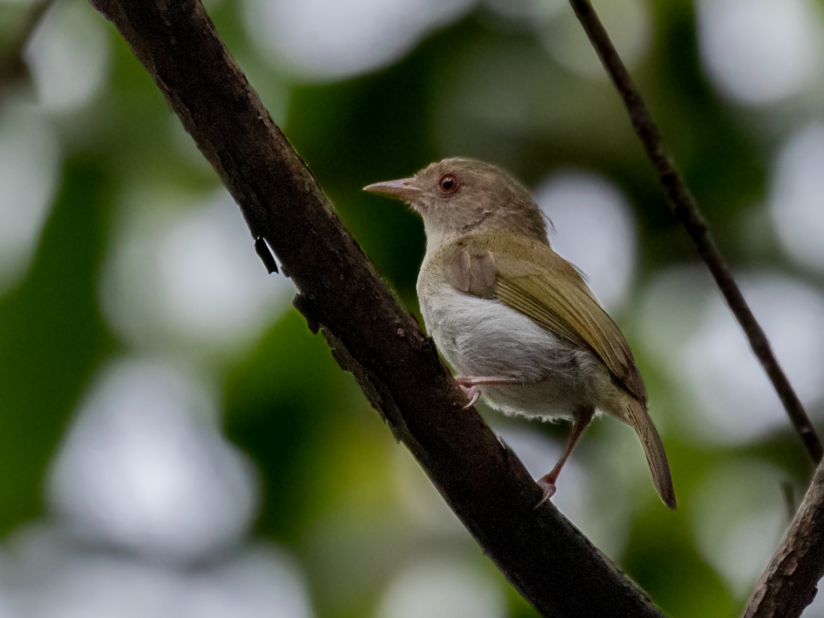 Brown-headed Greenlet (Hylophilus brunneiceps) :: BirdWeather