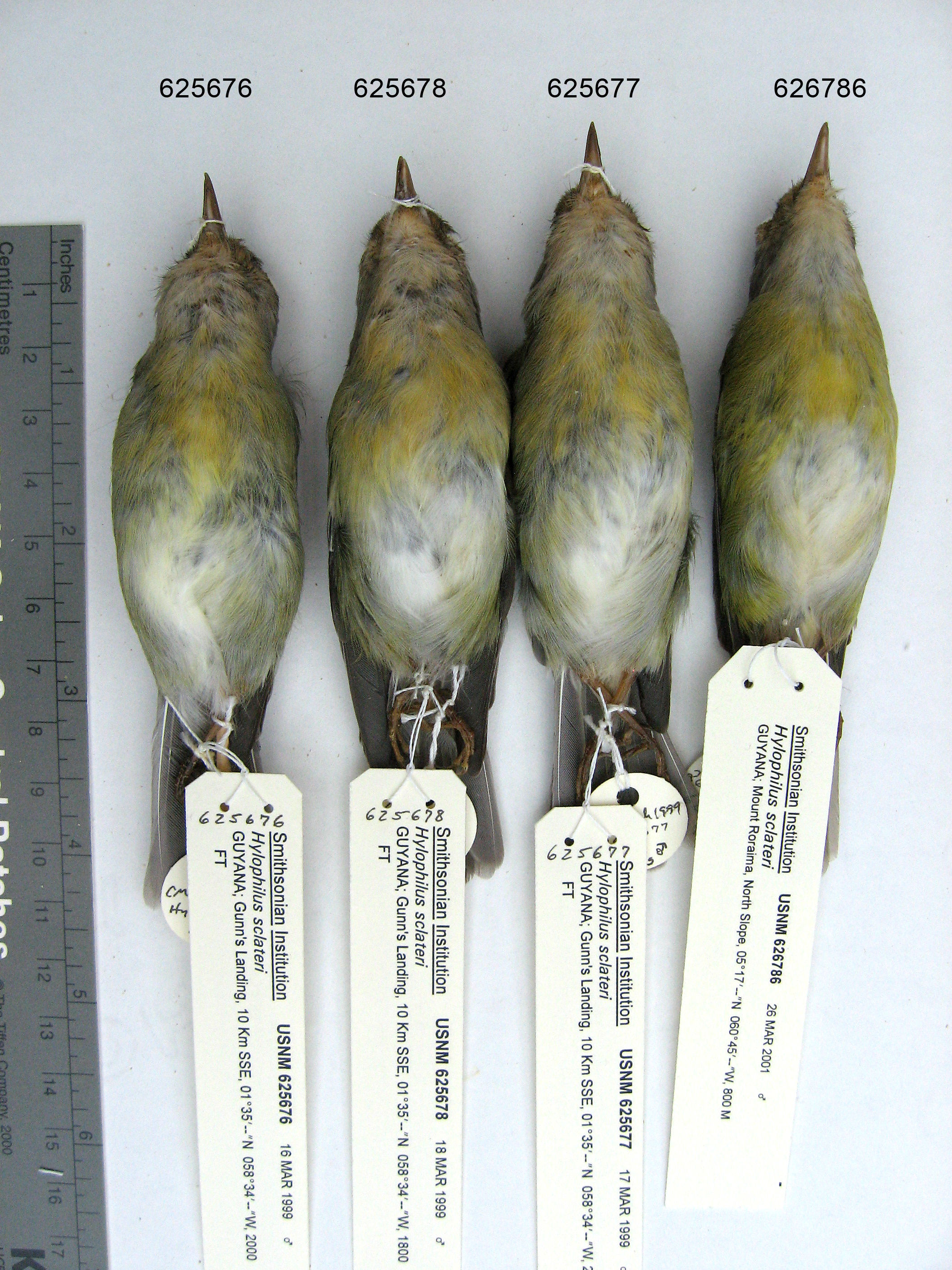 Tepui Vireo (Vireo sclateri) :: BirdWeather