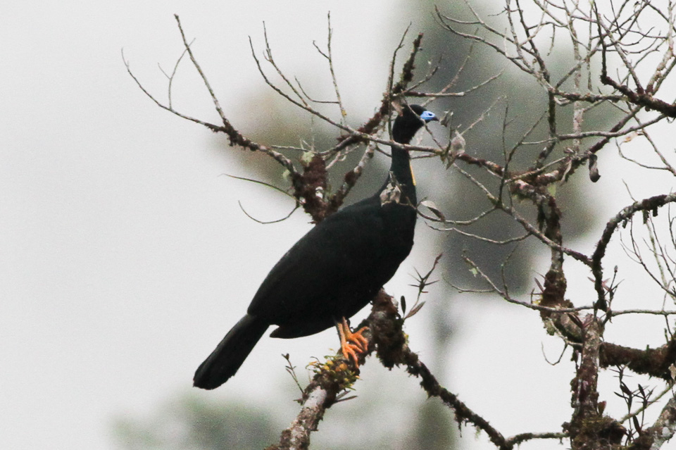 Wattled Guan (Aburria aburri) :: BirdWeather