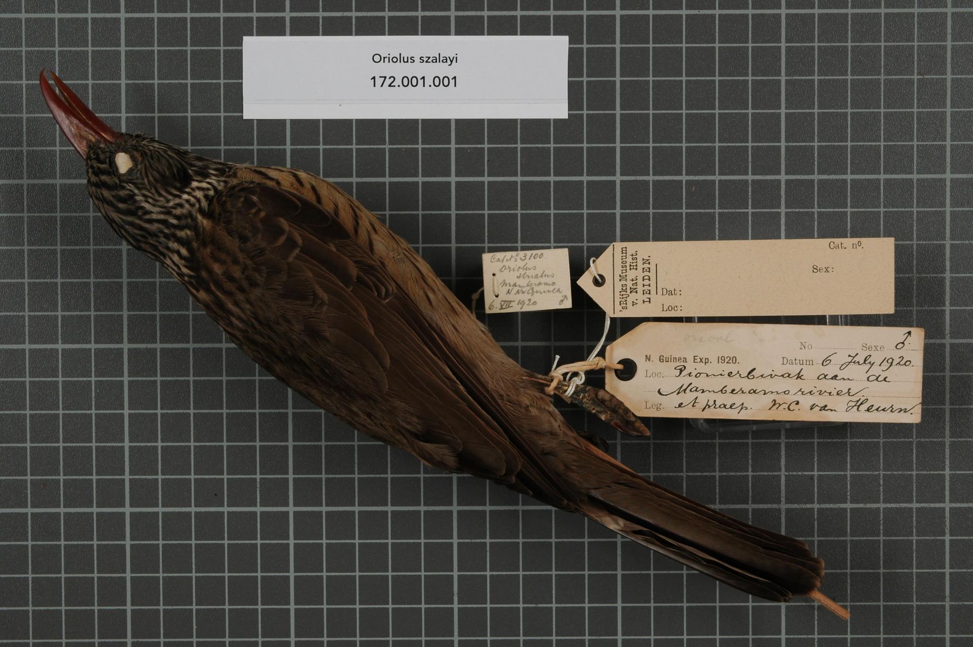 Brown Oriole (Oriolus szalayi) :: BirdWeather