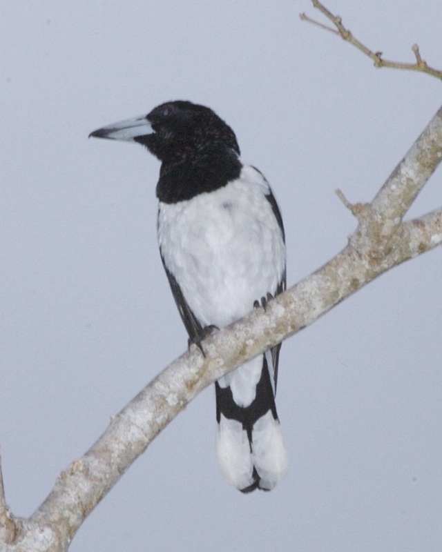 Hooded Butcherbird (Cracticus cassicus) :: BirdWeather