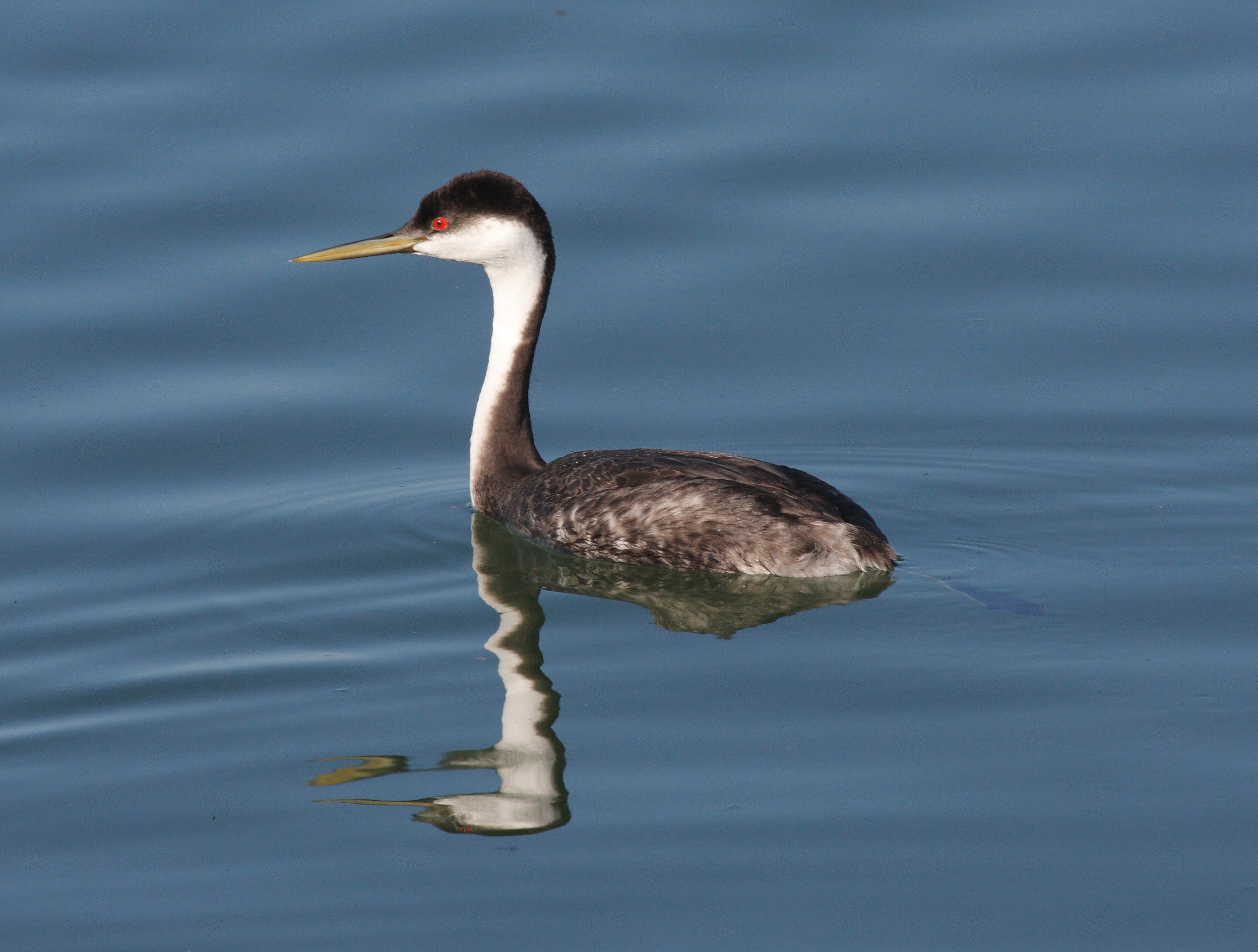 Western Grebe (Aechmophorus occidentalis) :: BirdWeather