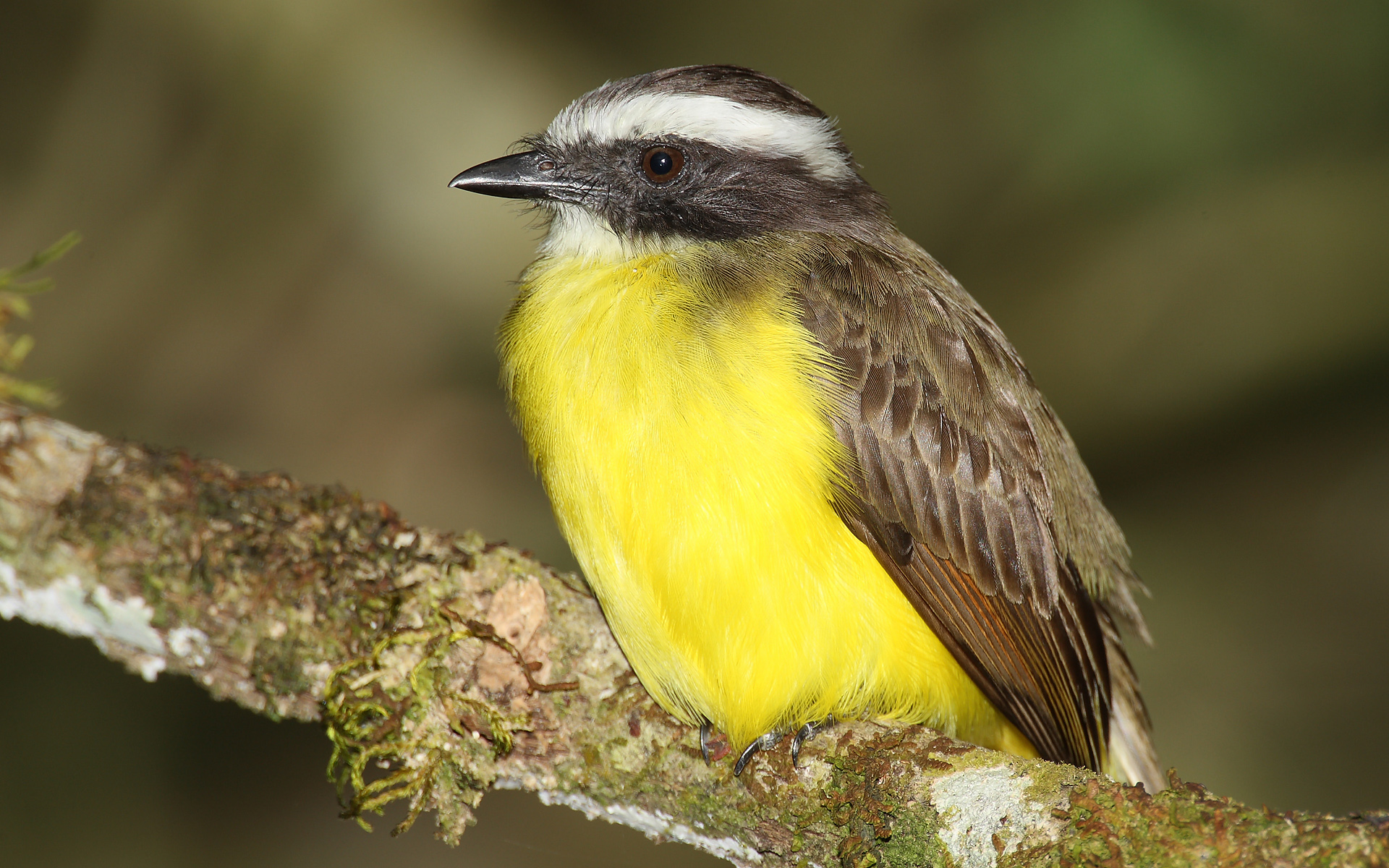 Social Flycatcher (Myiozetetes similis) :: BirdWeather
