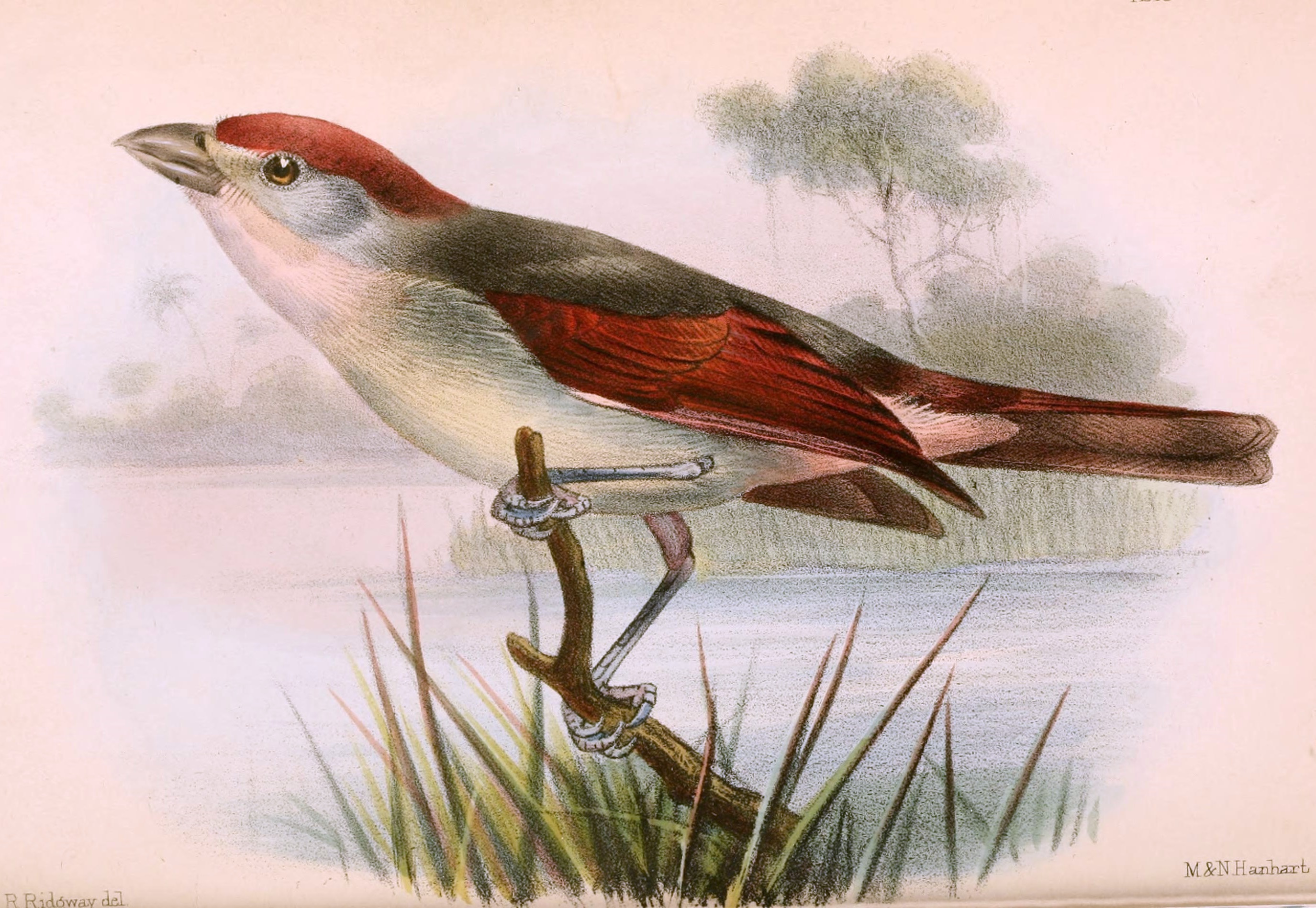 Red-cheeked Wattle-eye (Platysteira blissetti) :: BirdWeather