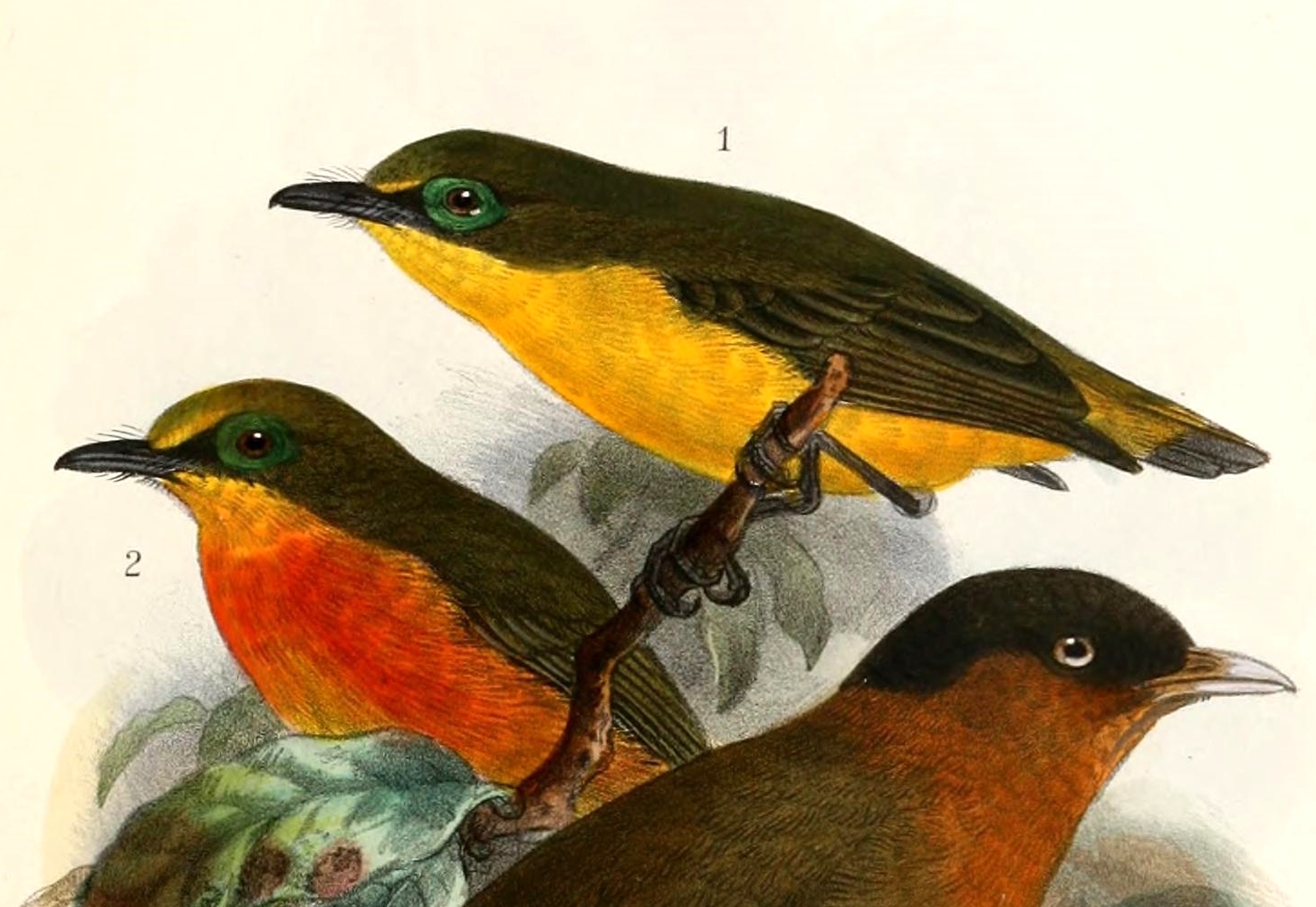 Yellow-bellied Wattle-eye (Platysteira concreta) :: BirdWeather