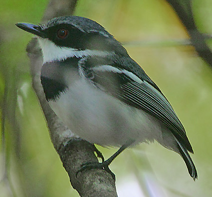 Short-tailed Batis (Batis mixta) :: BirdWeather