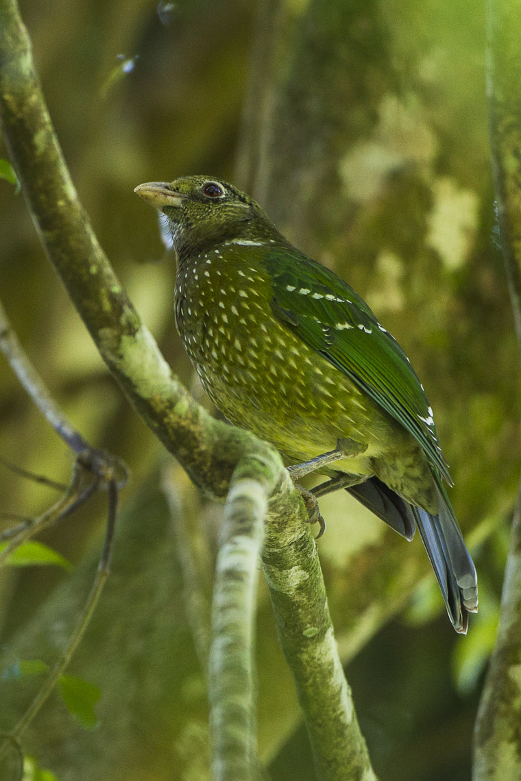 Green Catbird (Ailuroedus crassirostris) :: BirdWeather