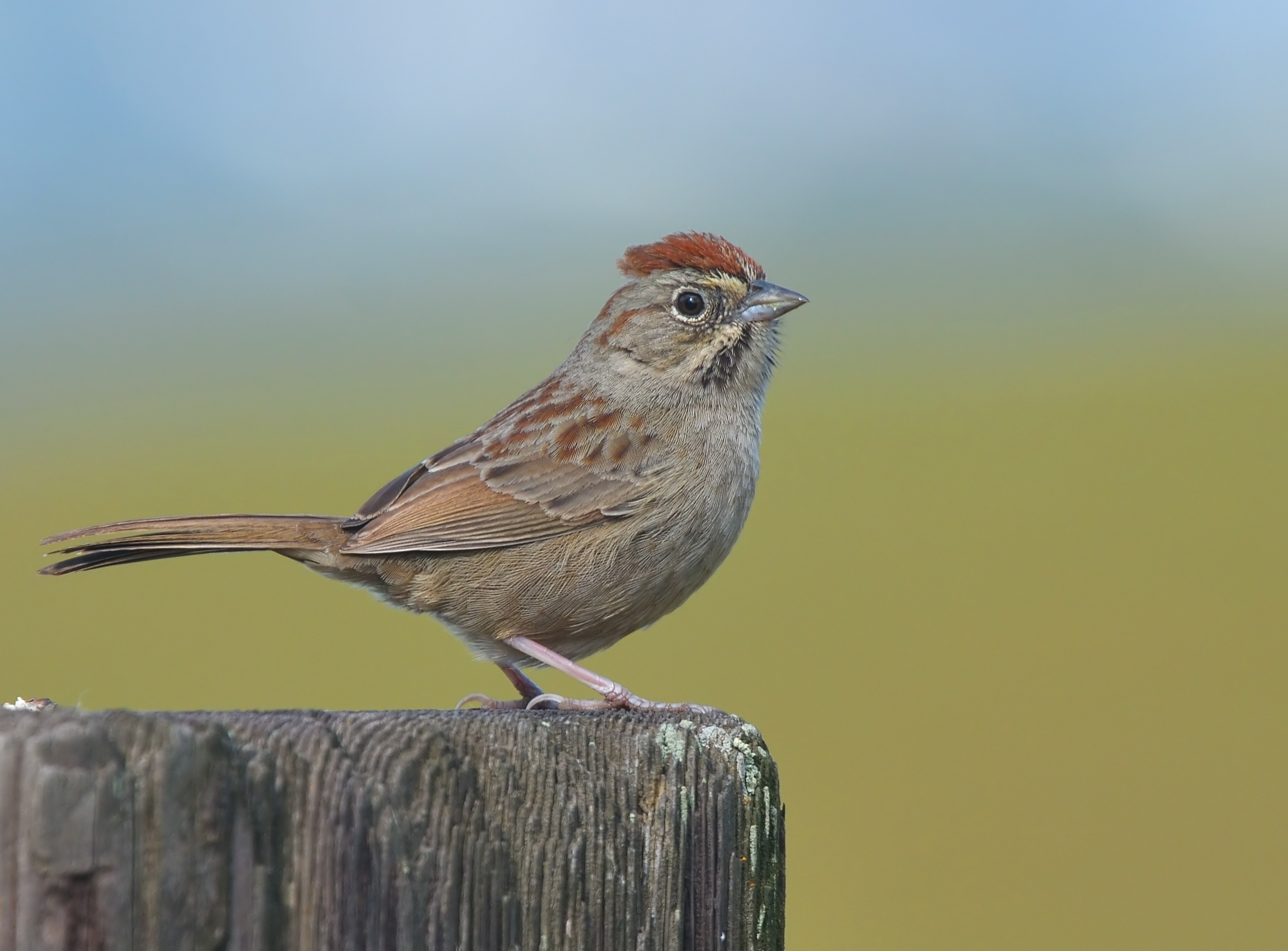 Rufous-crowned Sparrow (Aimophila ruficeps) :: BirdWeather