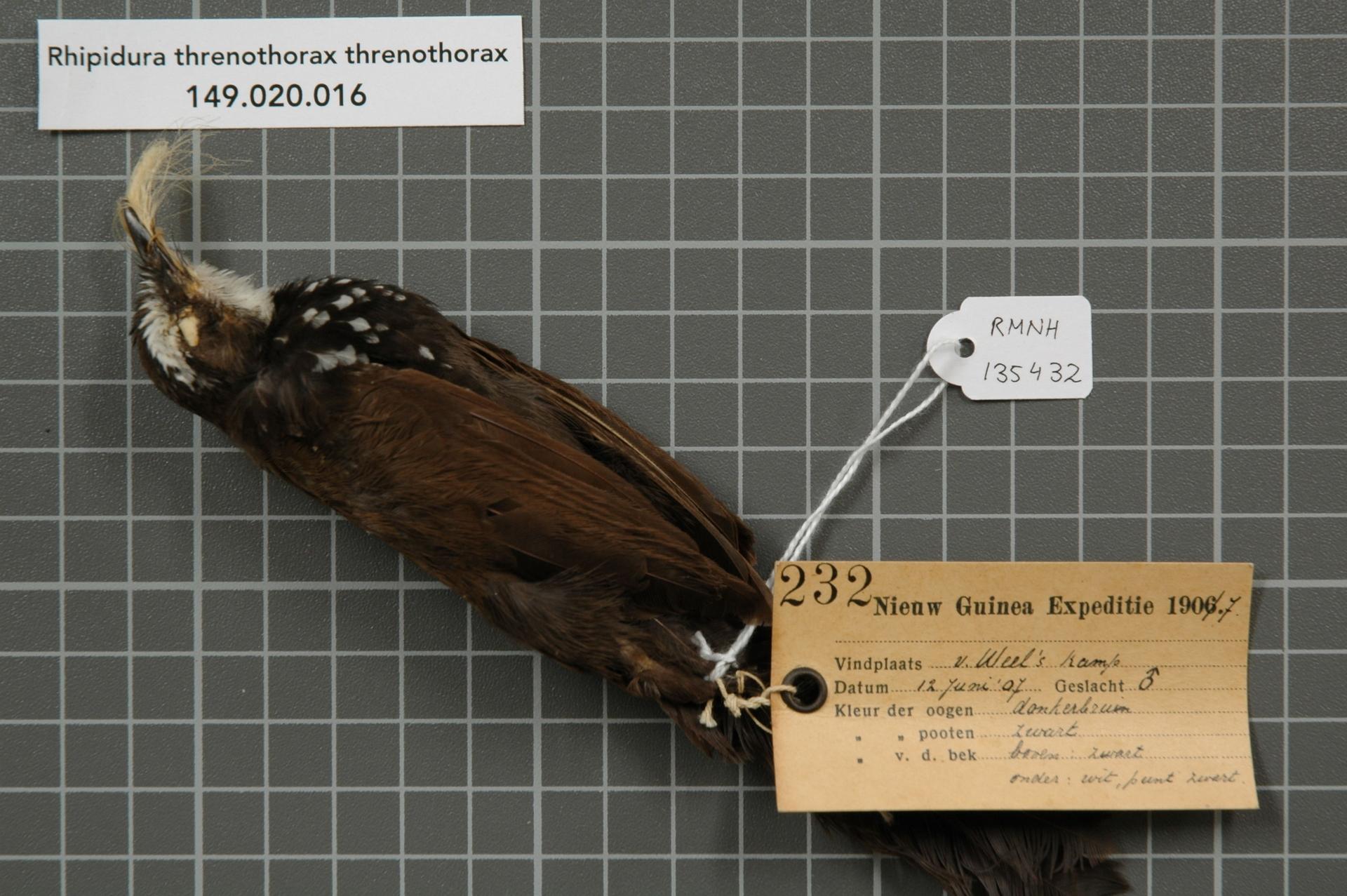 Sooty Thicket-Fantail (Rhipidura threnothorax) :: BirdWeather