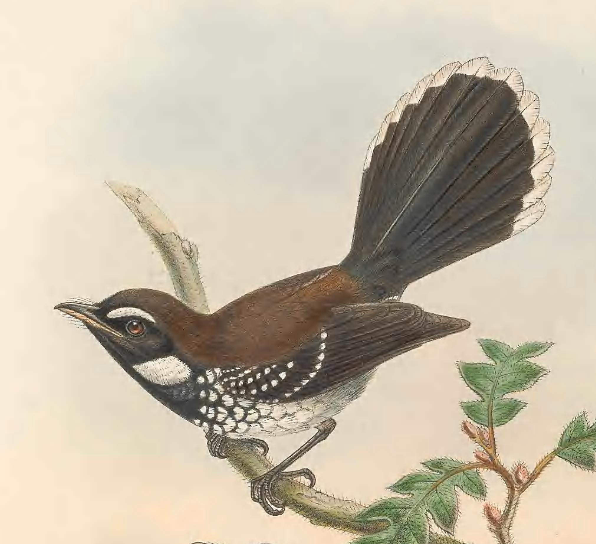 White-bellied Thicket-Fantail (Rhipidura leucothorax) :: BirdWeather