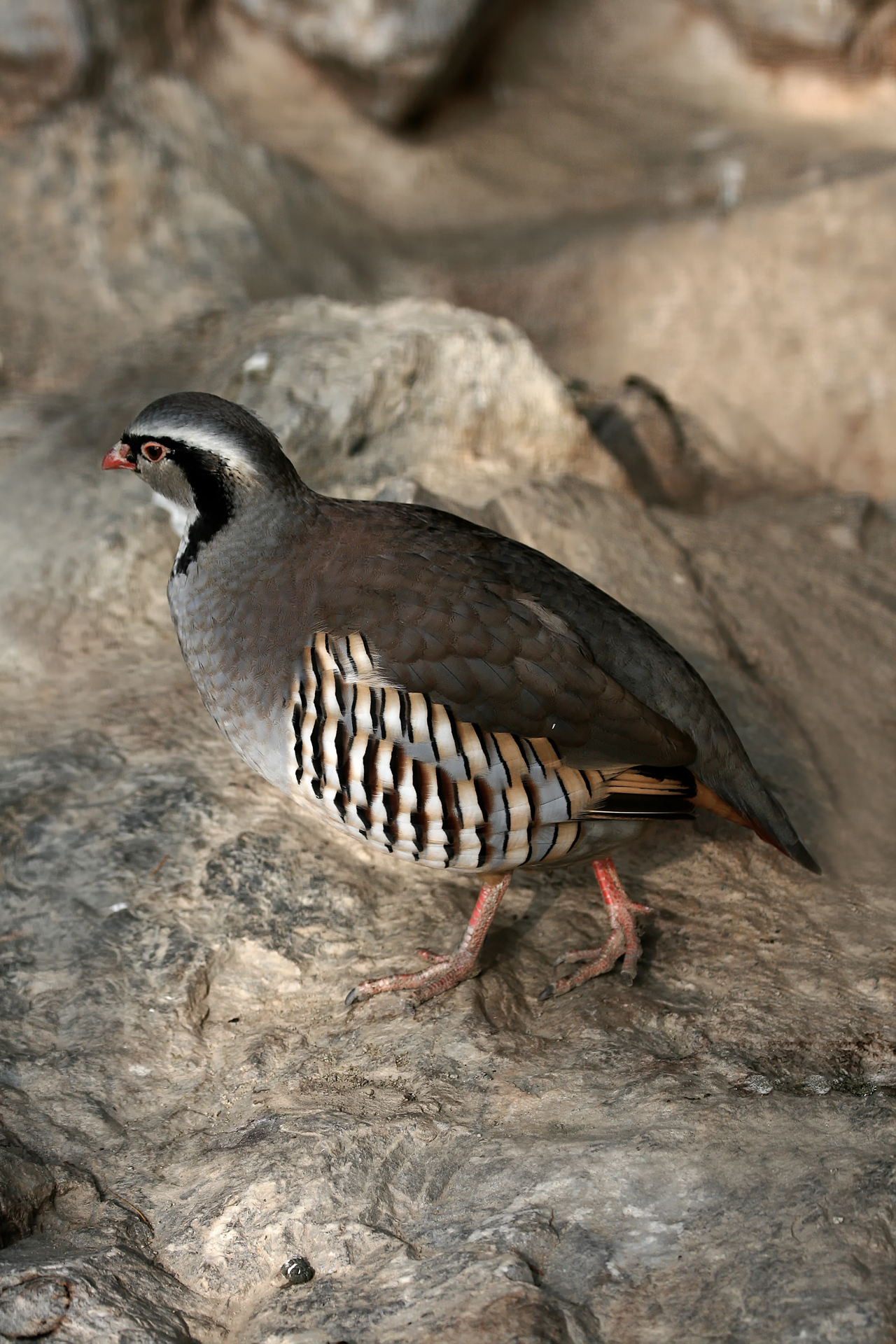 Rock Partridge (Alectoris graeca) :: BirdWeather