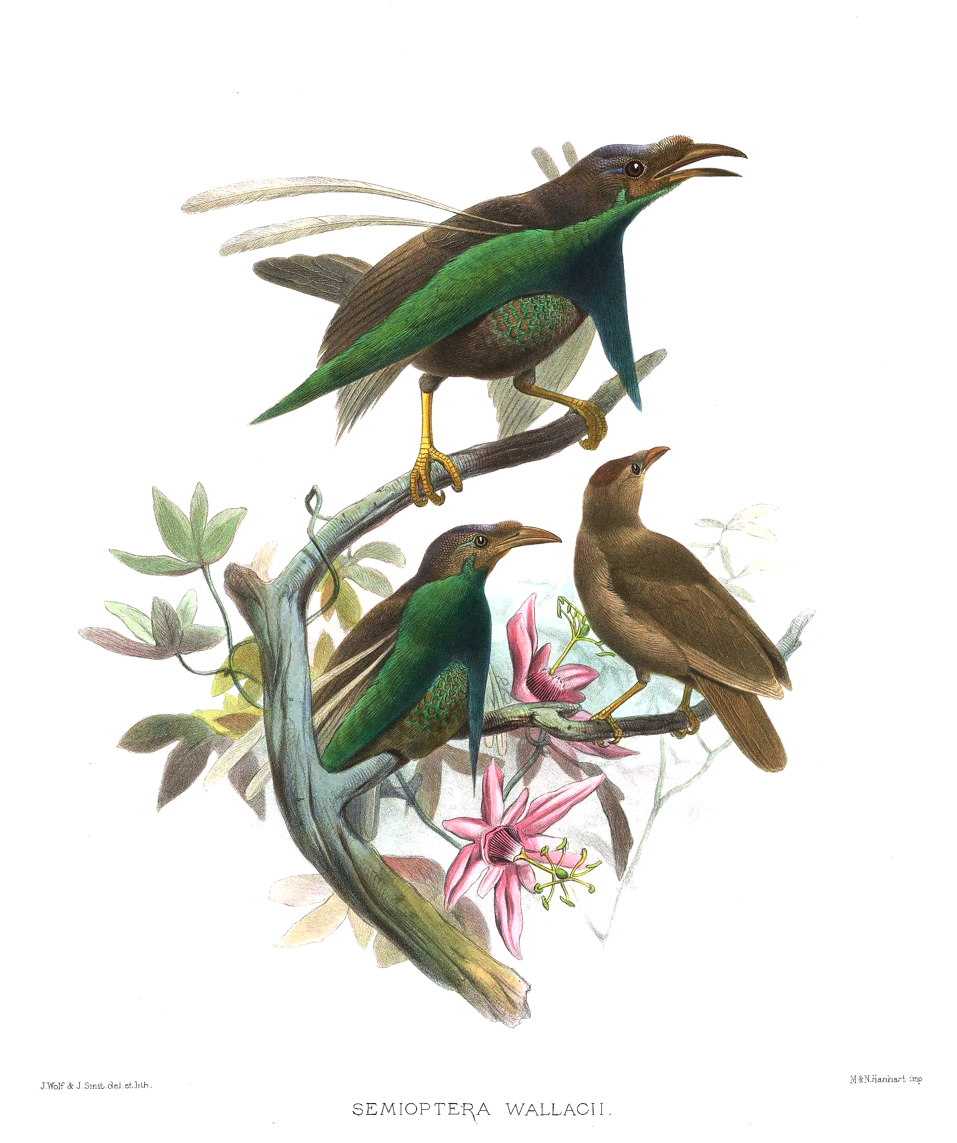 Standardwing Bird-of-Paradise (Semioptera wallacii) :: BirdWeather