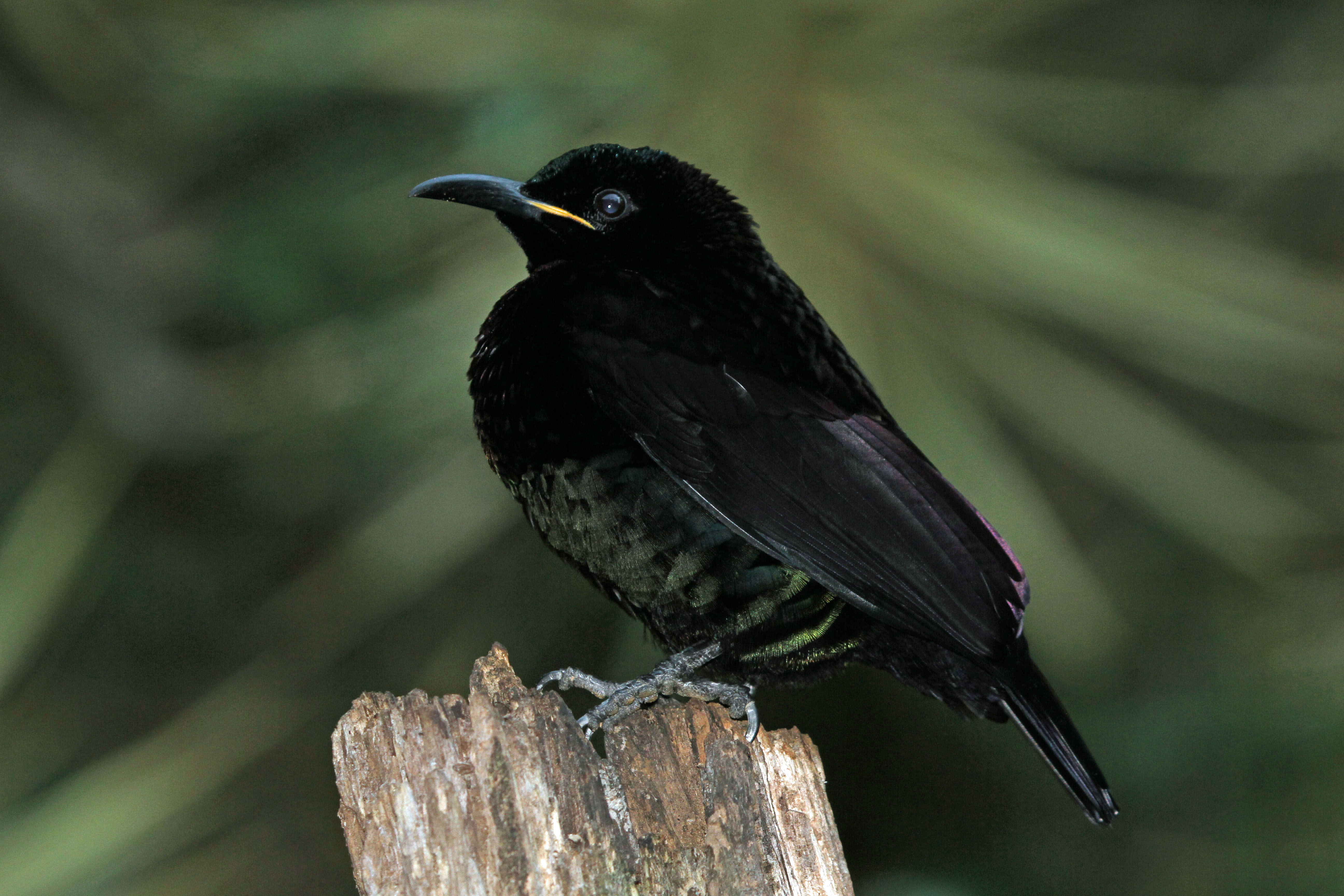 Victoria's Riflebird (Ptiloris victoriae) :: BirdWeather