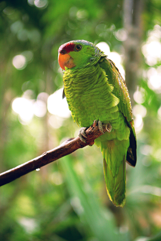 Lilac-crowned Parrot (Amazona finschi) :: BirdWeather