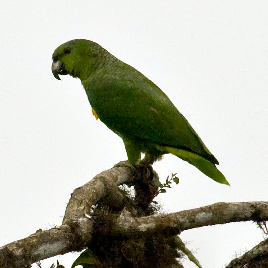 Scaly-naped Parrot (Amazona mercenarius) :: BirdWeather