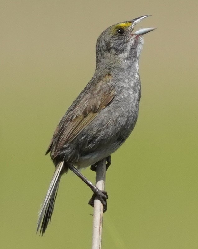 Seaside Sparrow (Ammospiza maritima) :: BirdWeather