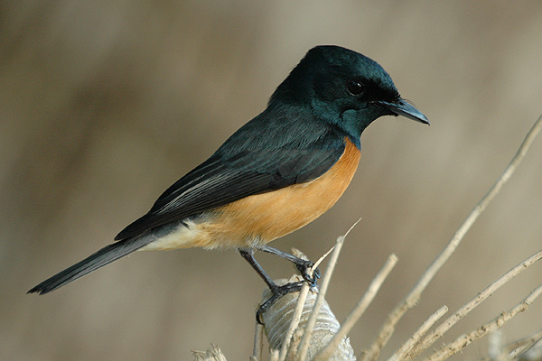 Vanikoro Flycatcher (Myiagra vanikorensis) :: BirdWeather
