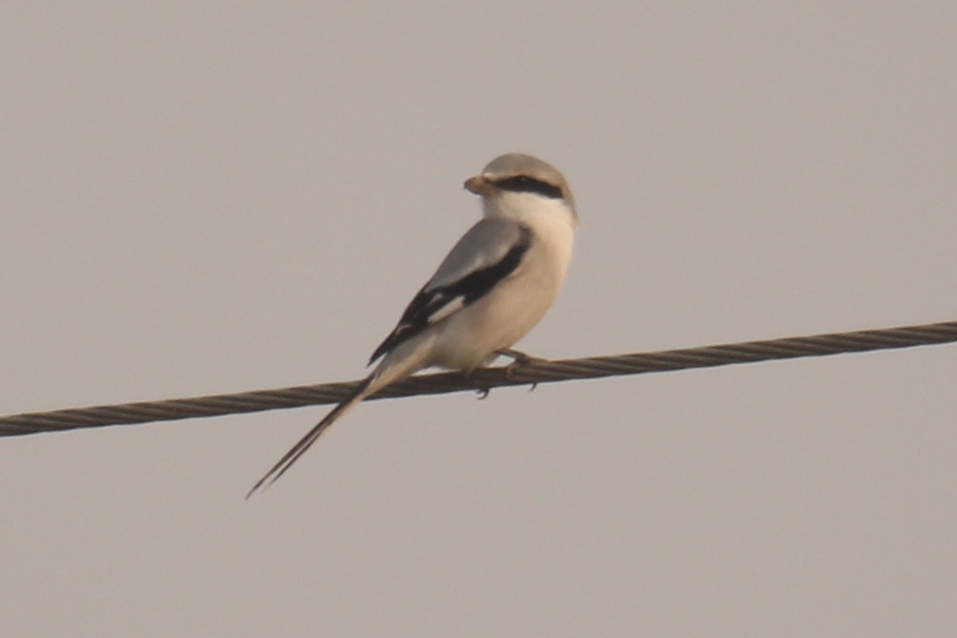 Chinese Gray Shrike (Lanius sphenocercus) :: BirdWeather