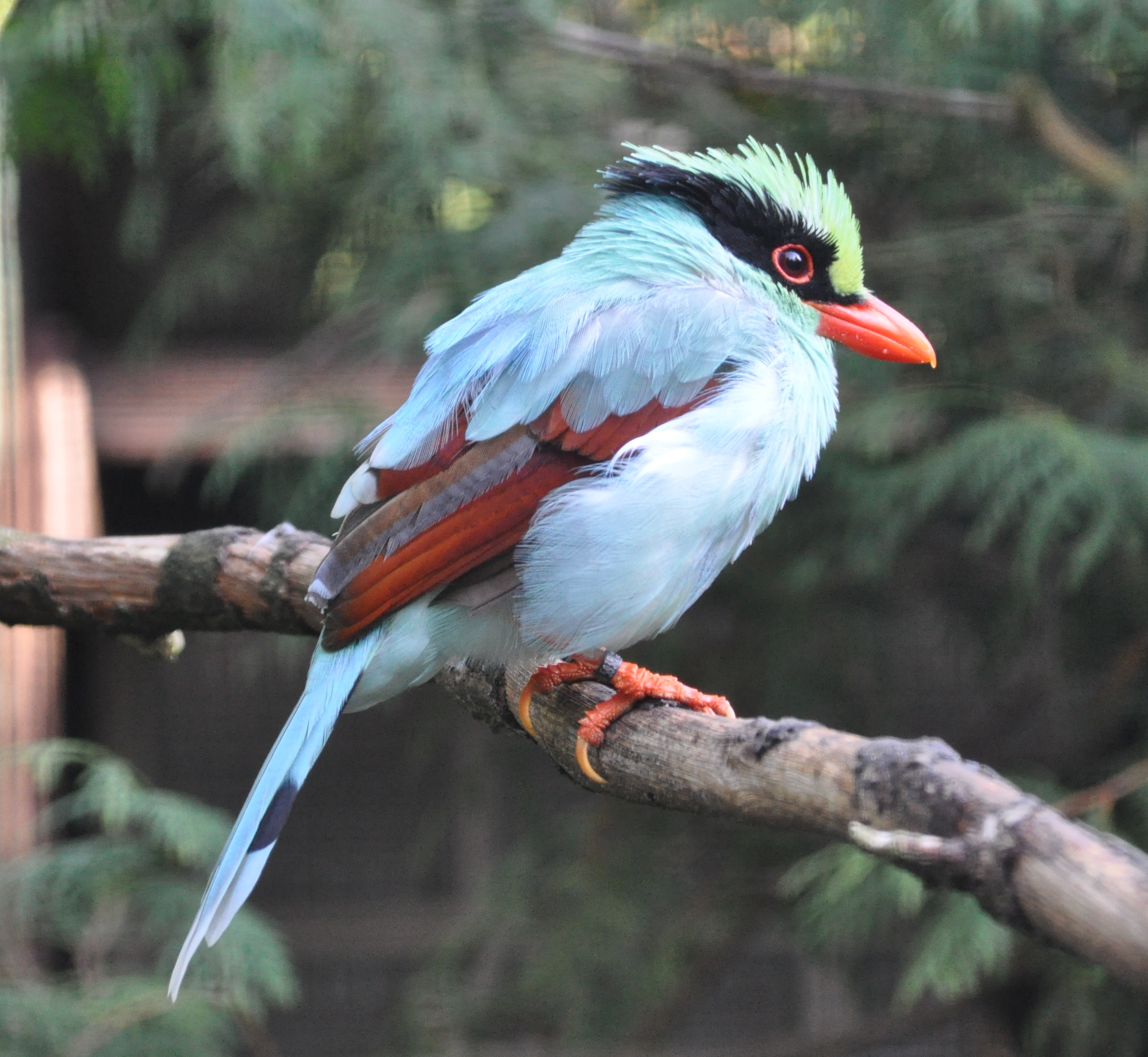Indochinese Green-Magpie (Cissa hypoleuca) :: BirdWeather