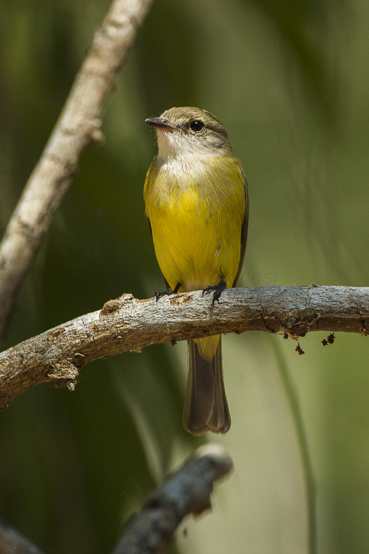 Lemon-bellied Flycatcher (Microeca flavigaster) :: BirdWeather