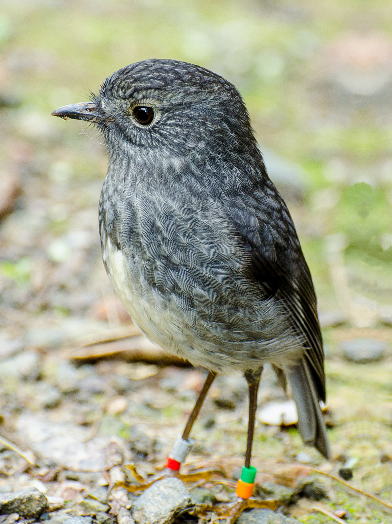 North Island Robin (Petroica longipes) :: BirdWeather