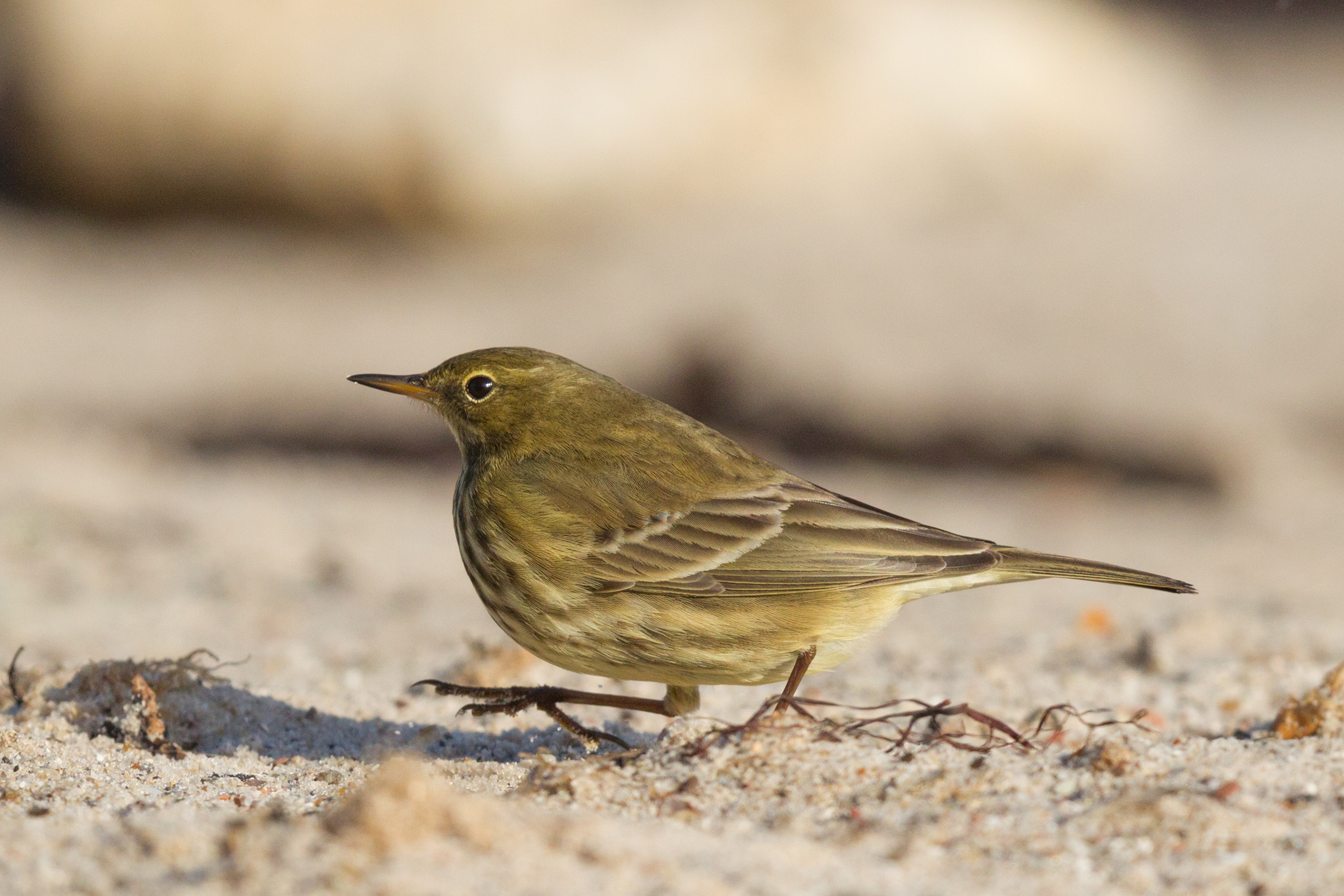 Rock Pipit (Anthus petrosus) :: BirdWeather