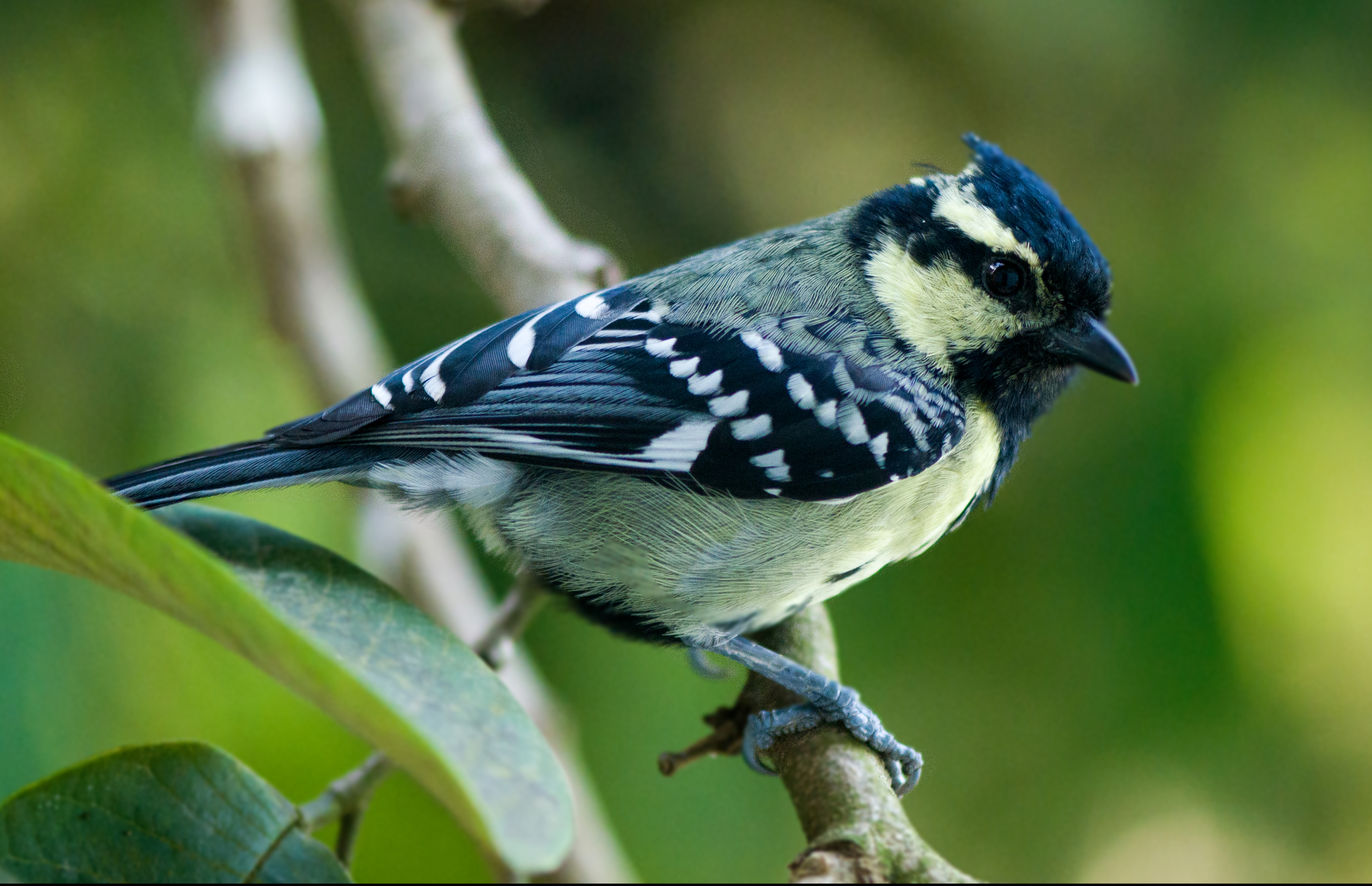 Indian Yellow Tit (Machlolophus aplonotus) :: BirdWeather