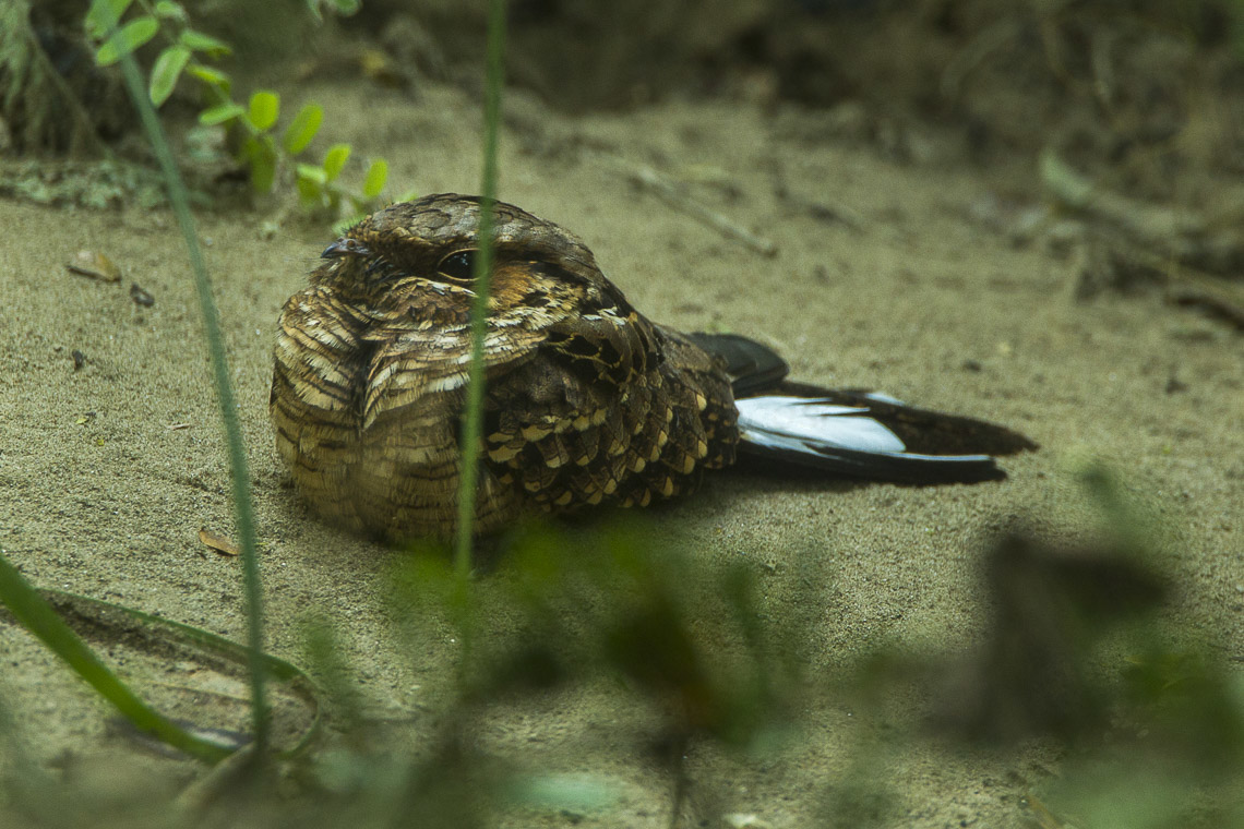 Buff-collared Nightjar (Antrostomus ridgwayi) :: BirdWeather