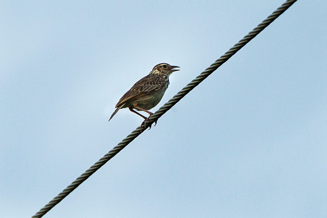 Indochinese Bushlark (Mirafra erythrocephala) :: BirdWeather