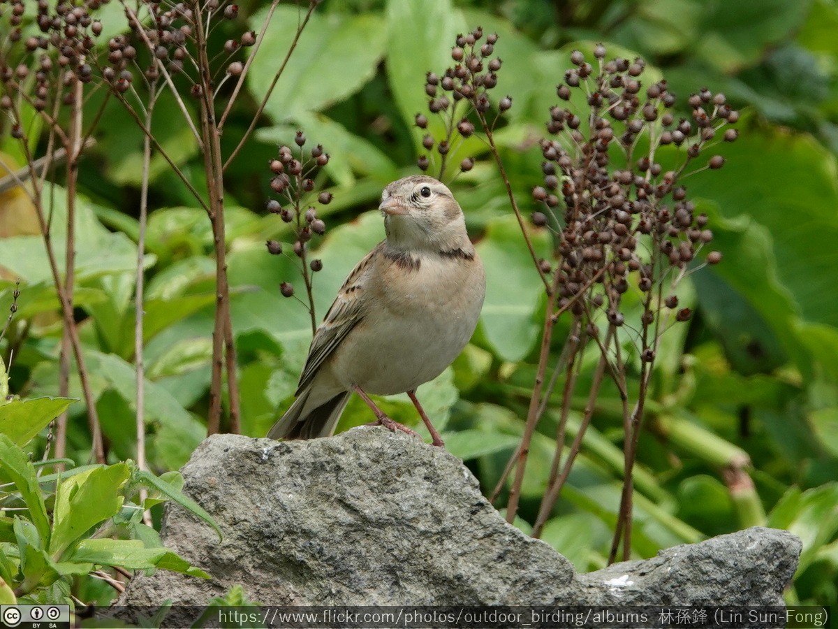 Mongolian Short-toed Lark (Calandrella dukhunensis) :: BirdWeather