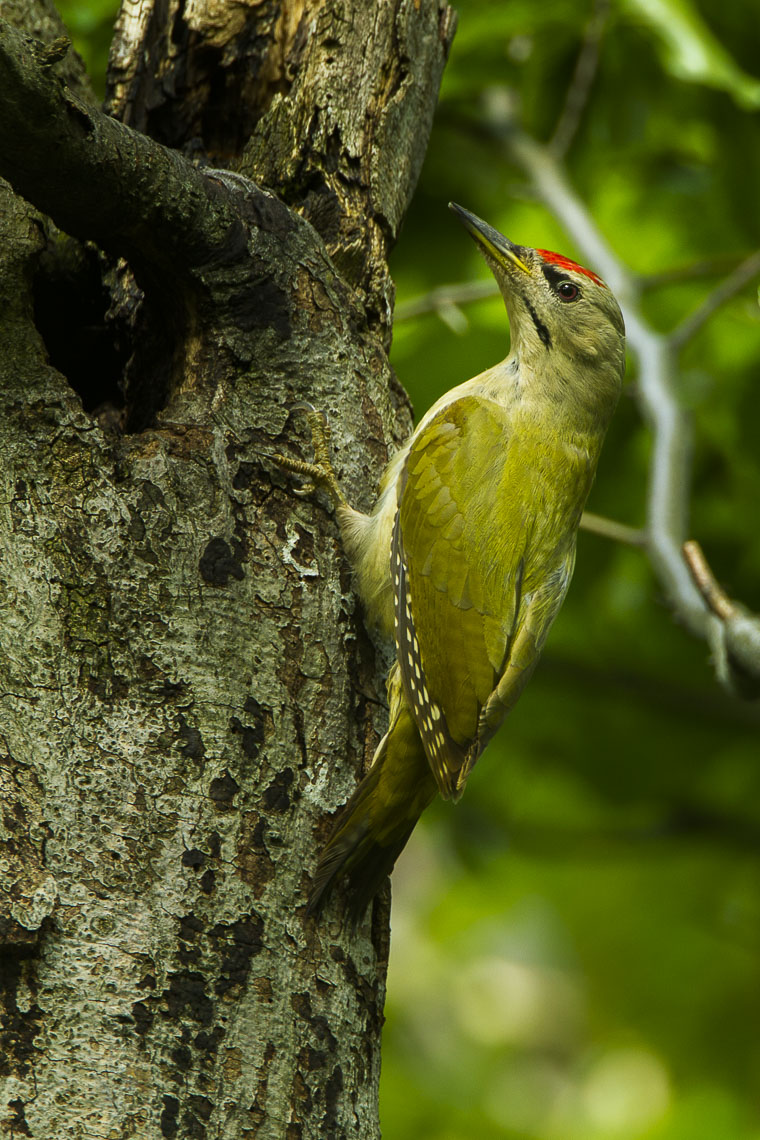 Gray-headed Woodpecker (Picus canus) :: BirdWeather