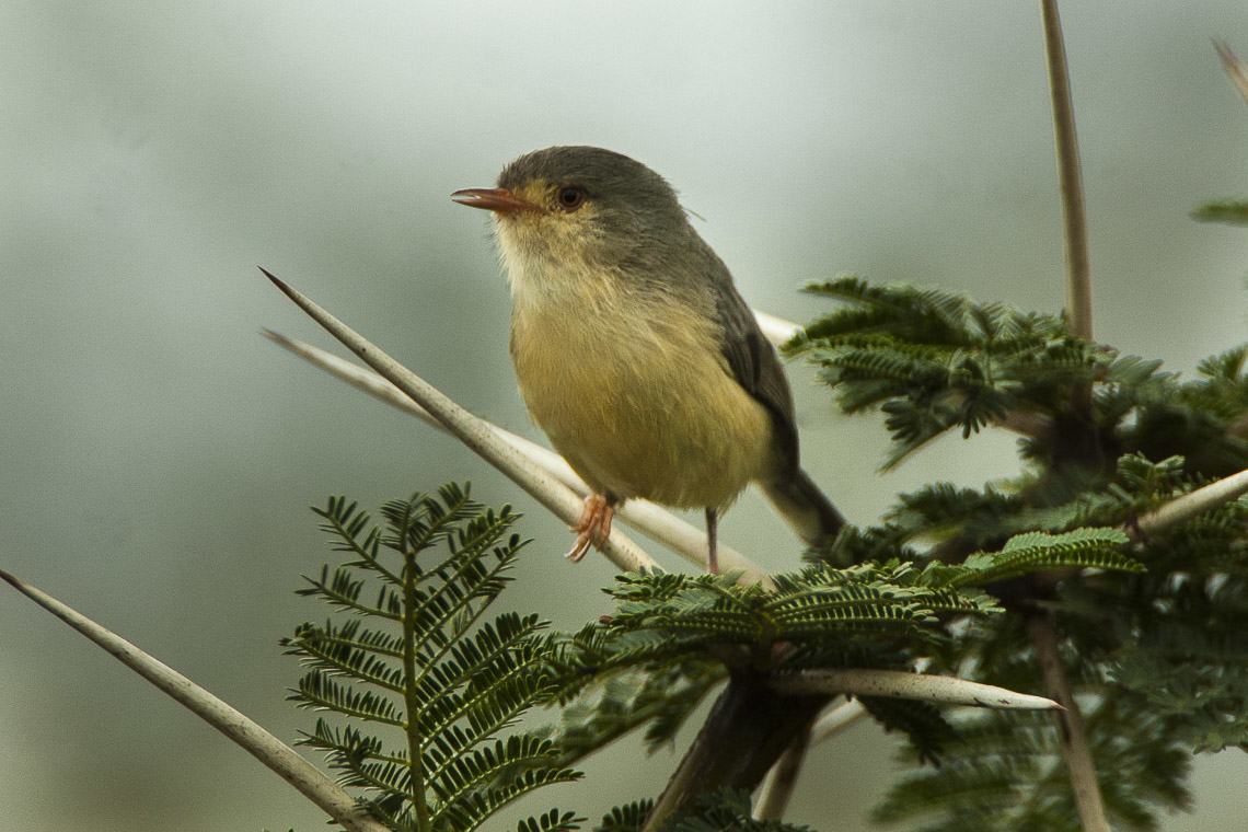 Buff-bellied Warbler (Phyllolais pulchella) :: BirdWeather