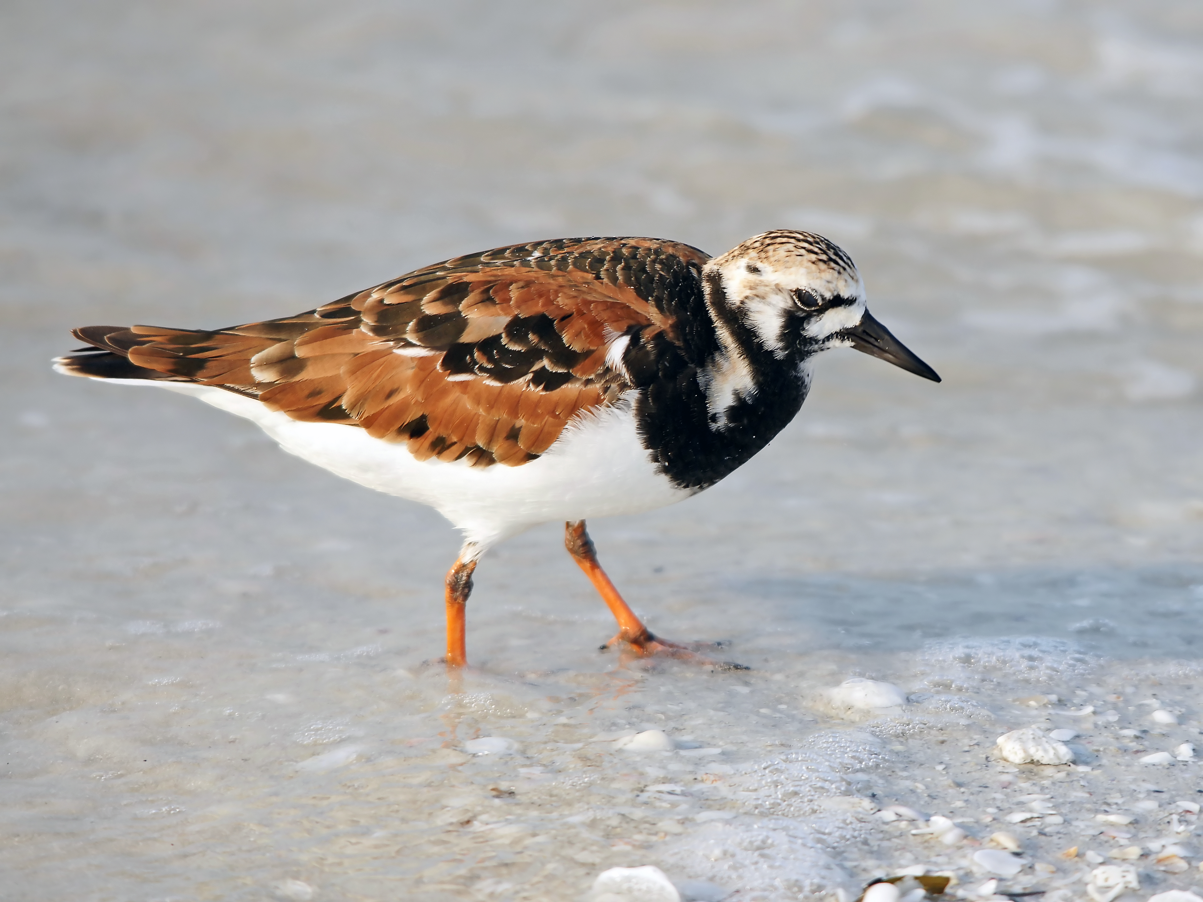 Ruddy Turnstone (Arenaria interpres) :: BirdWeather
