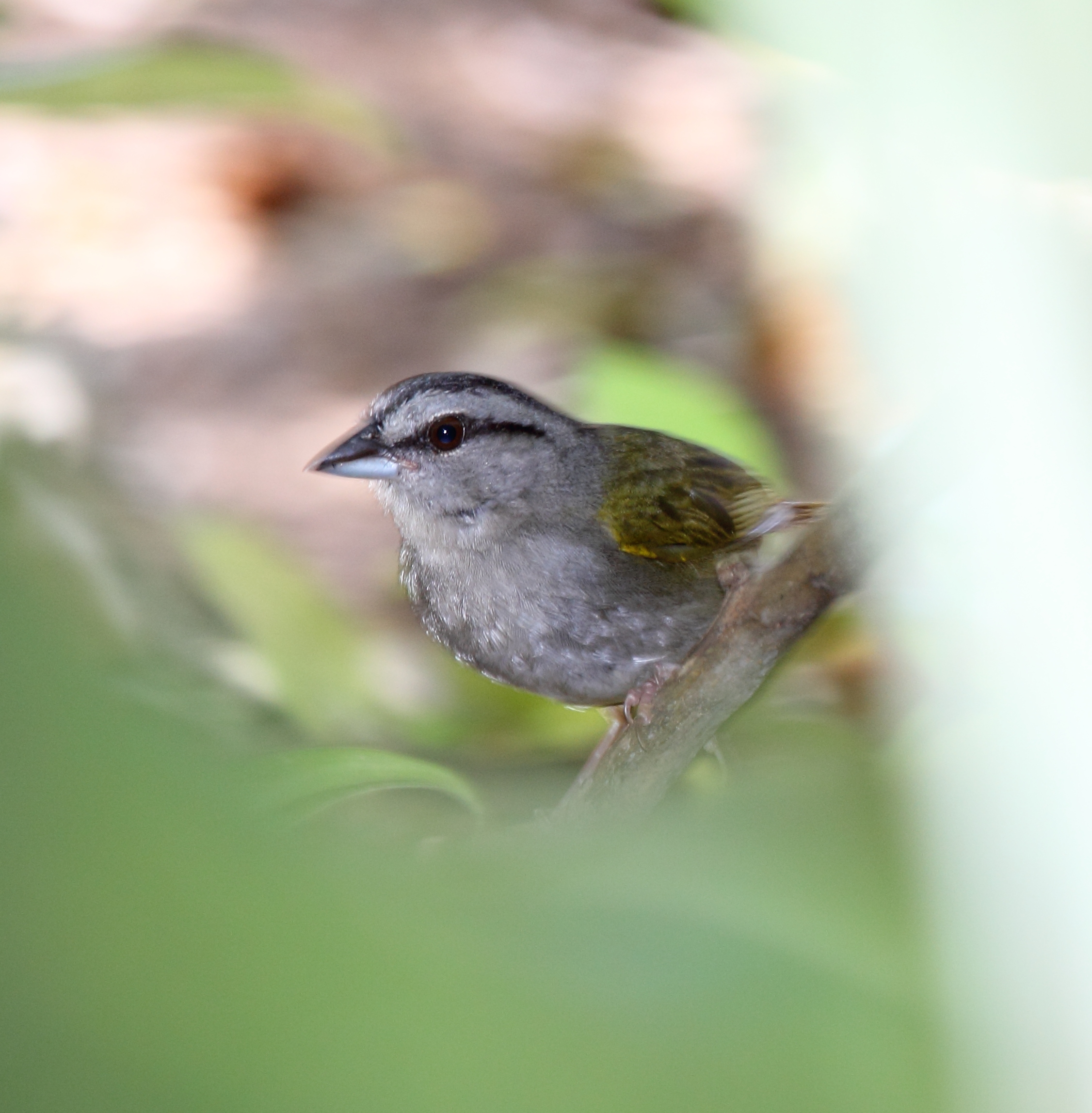 Green-backed Sparrow (Arremonops chloronotus) :: BirdWeather