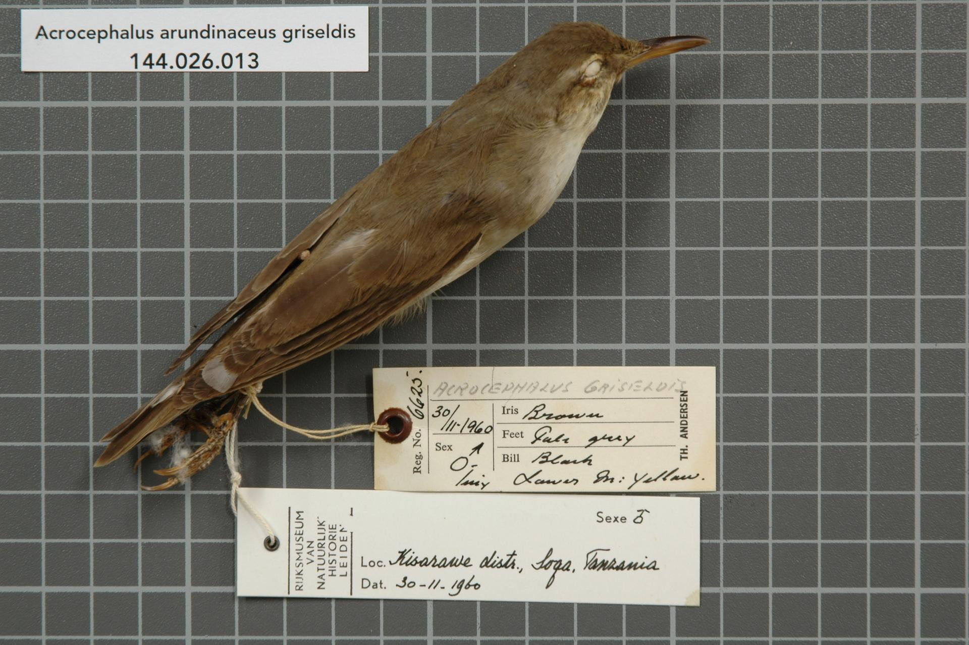 Basra Reed Warbler (Acrocephalus griseldis) :: BirdWeather