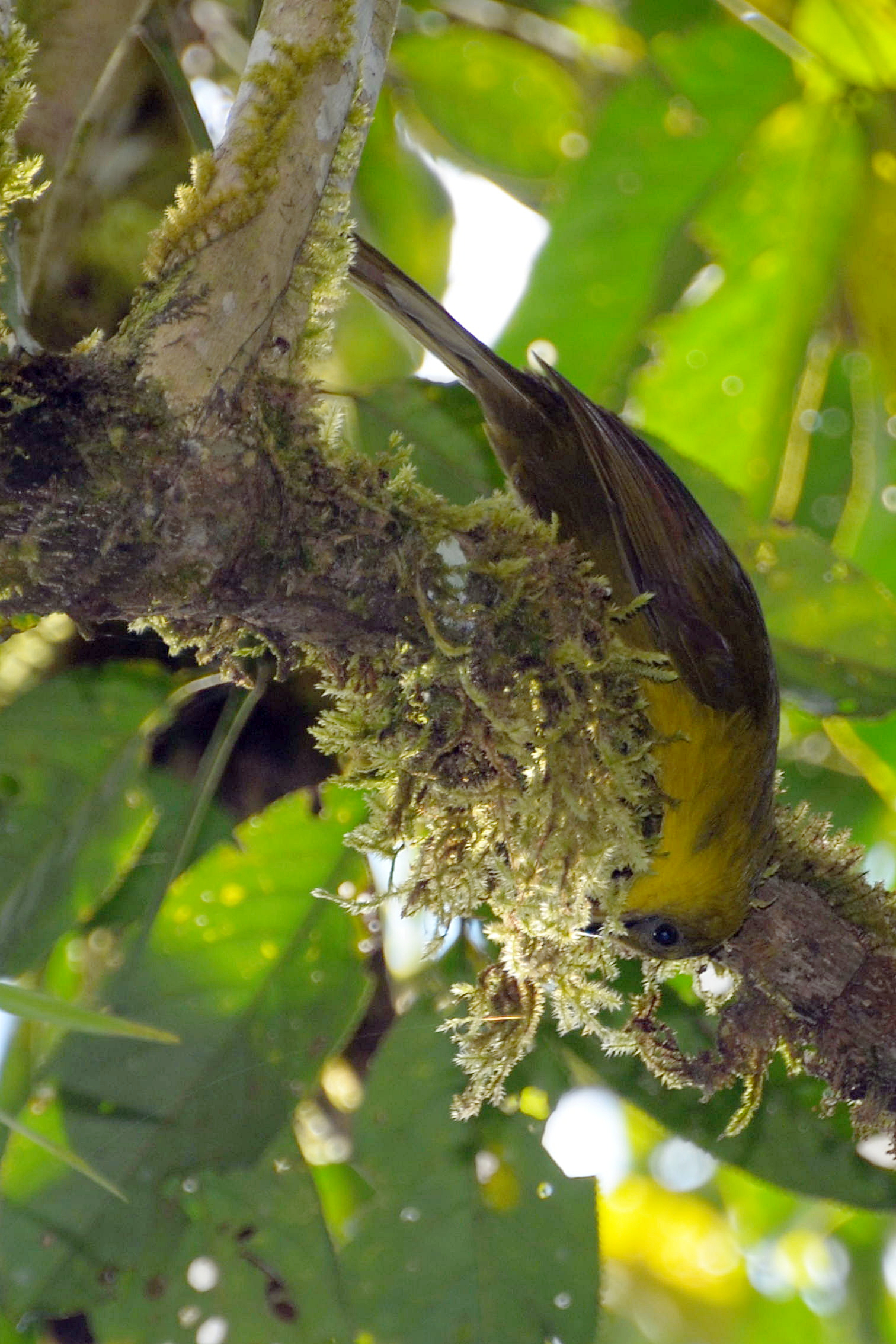 Malia (Malia grata) :: BirdWeather