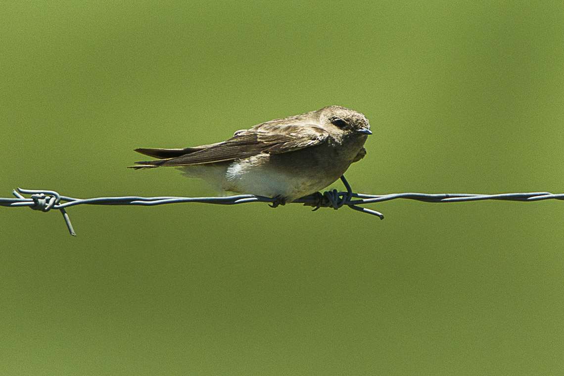 Plain Martin (Riparia paludicola) :: BirdWeather