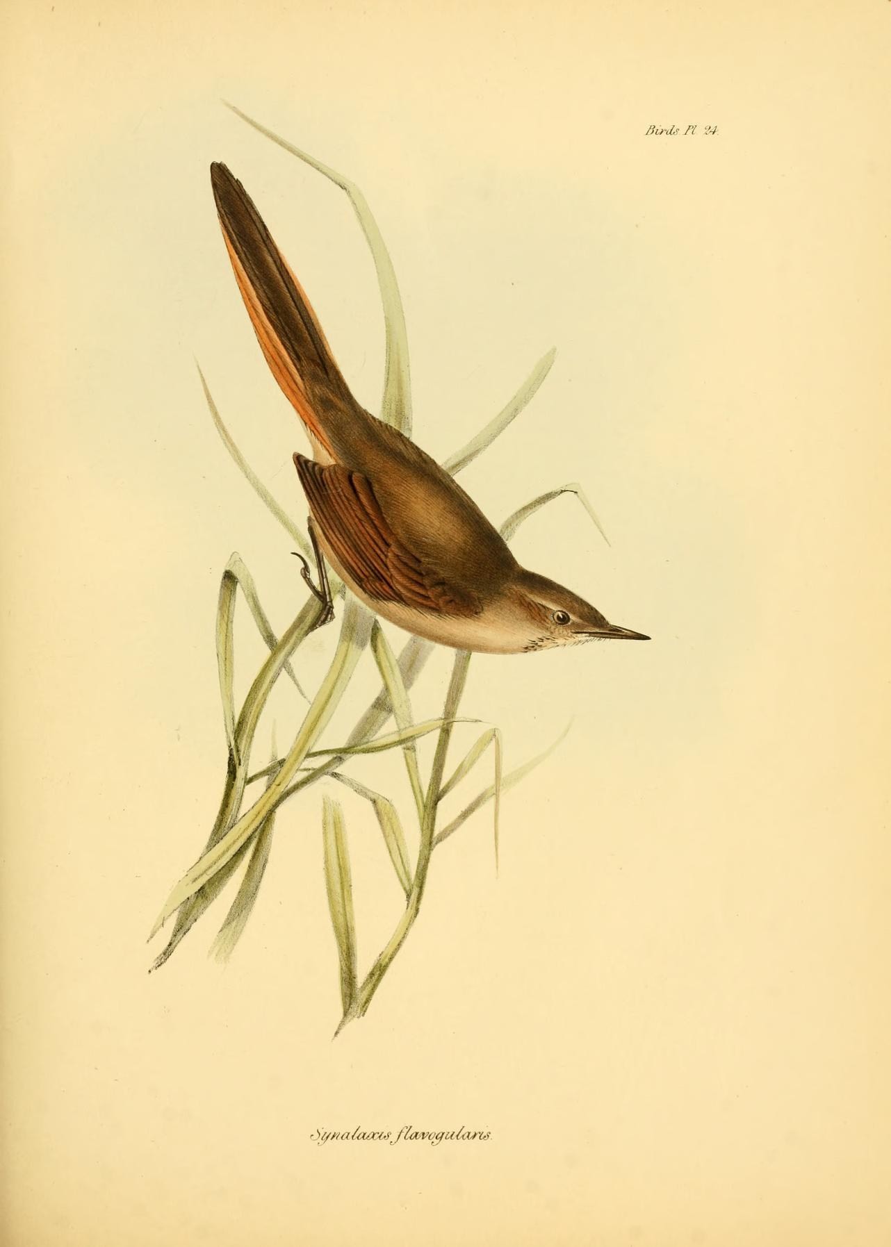 Sharp-billed Canastero (Asthenes pyrrholeuca) :: BirdWeather