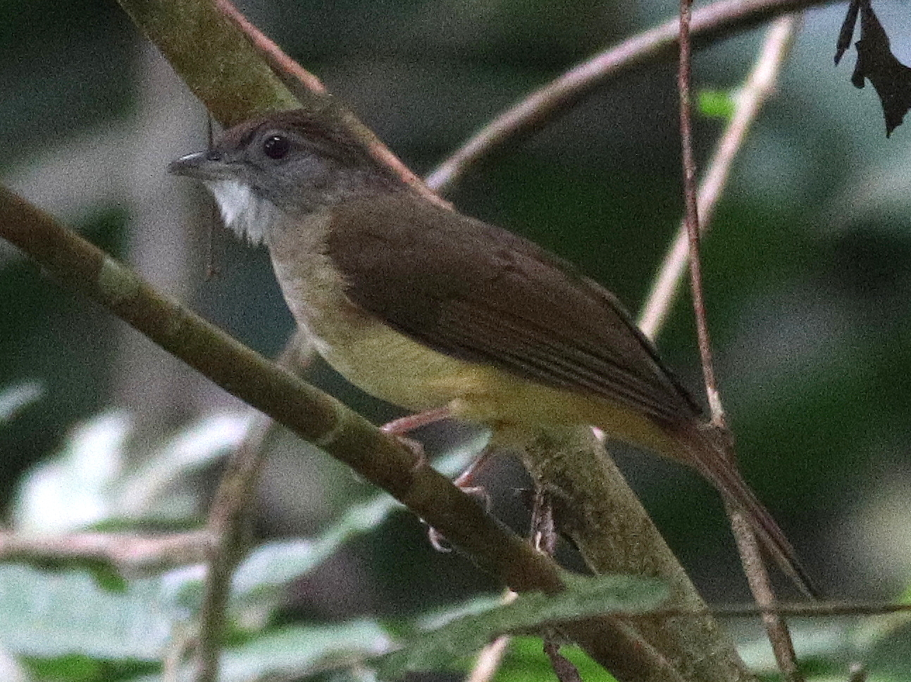 Gray-cheeked Bulbul (Alophoixus tephrogenys) :: BirdWeather
