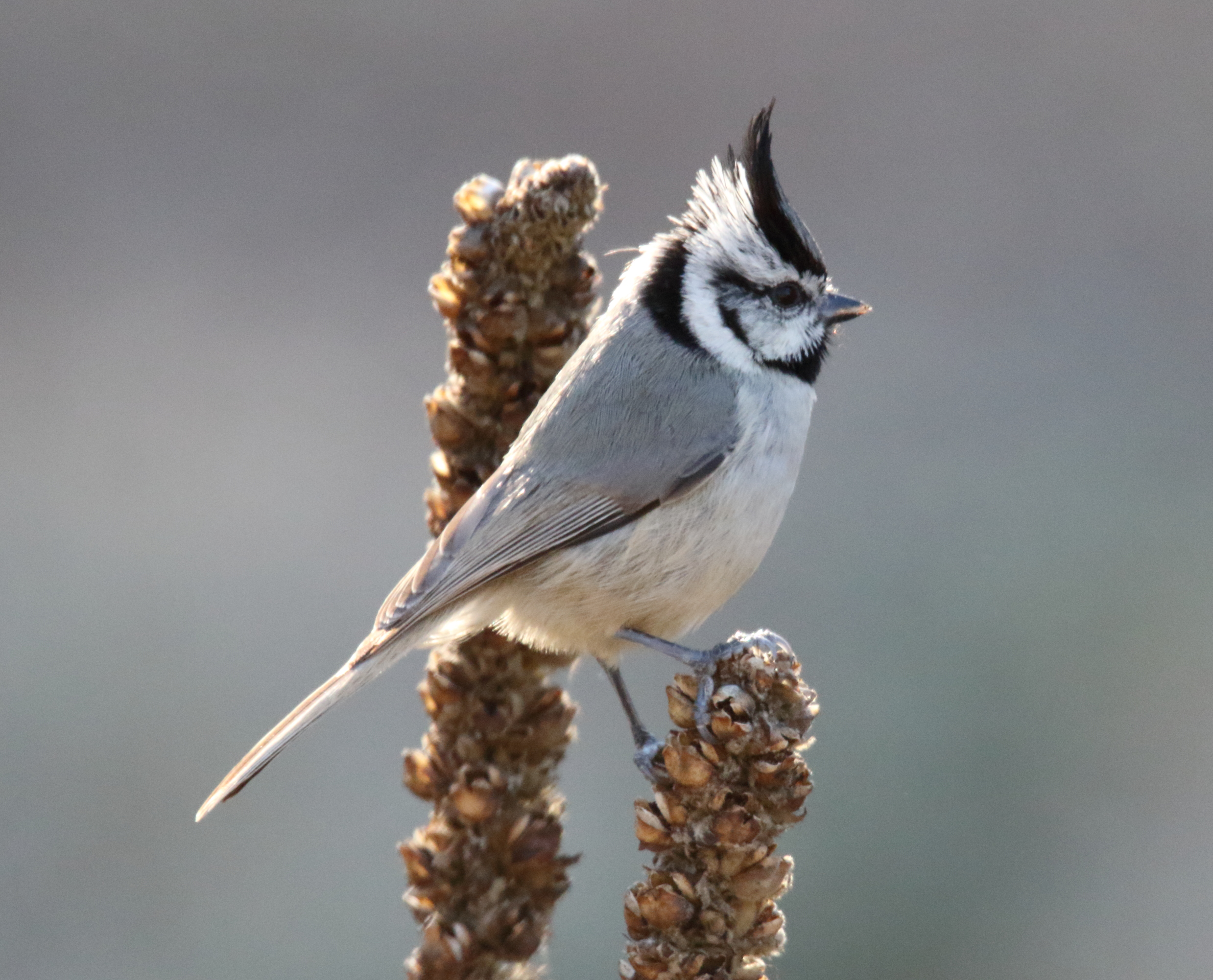 Bridled Titmouse (Baeolophus wollweberi) :: BirdWeather