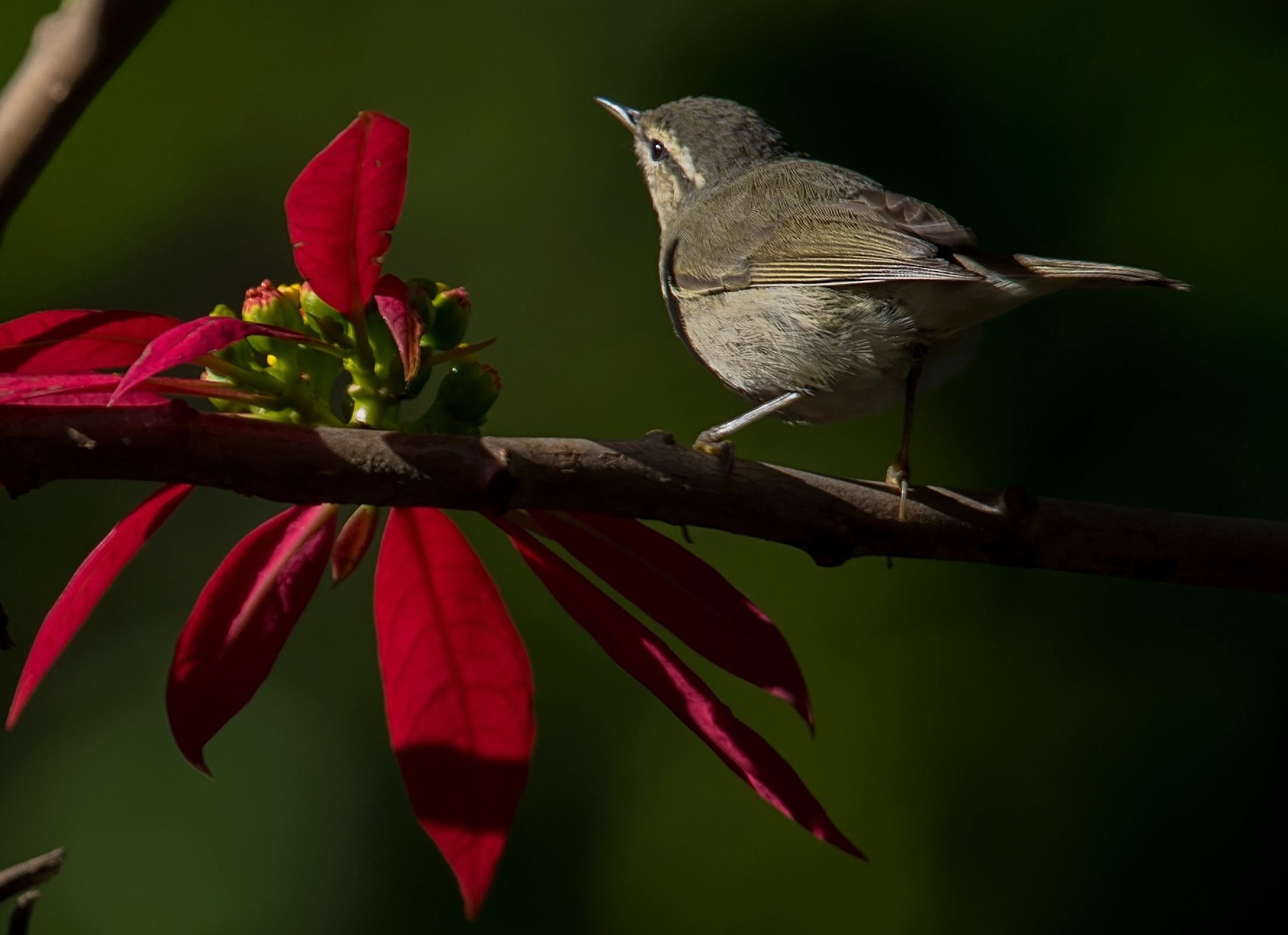 Tytler's Leaf Warbler (Phylloscopus tytleri) :: BirdWeather