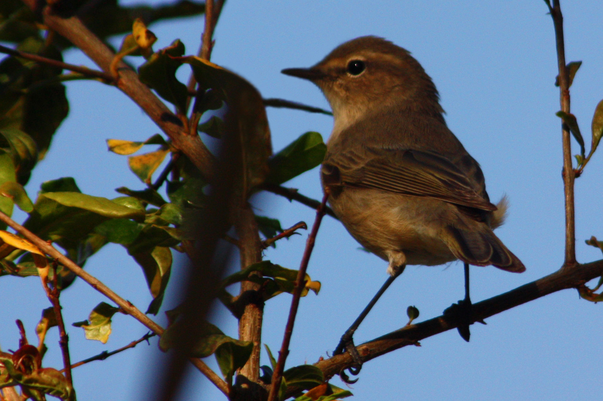 Plain Leaf Warbler (Phylloscopus neglectus) :: BirdWeather