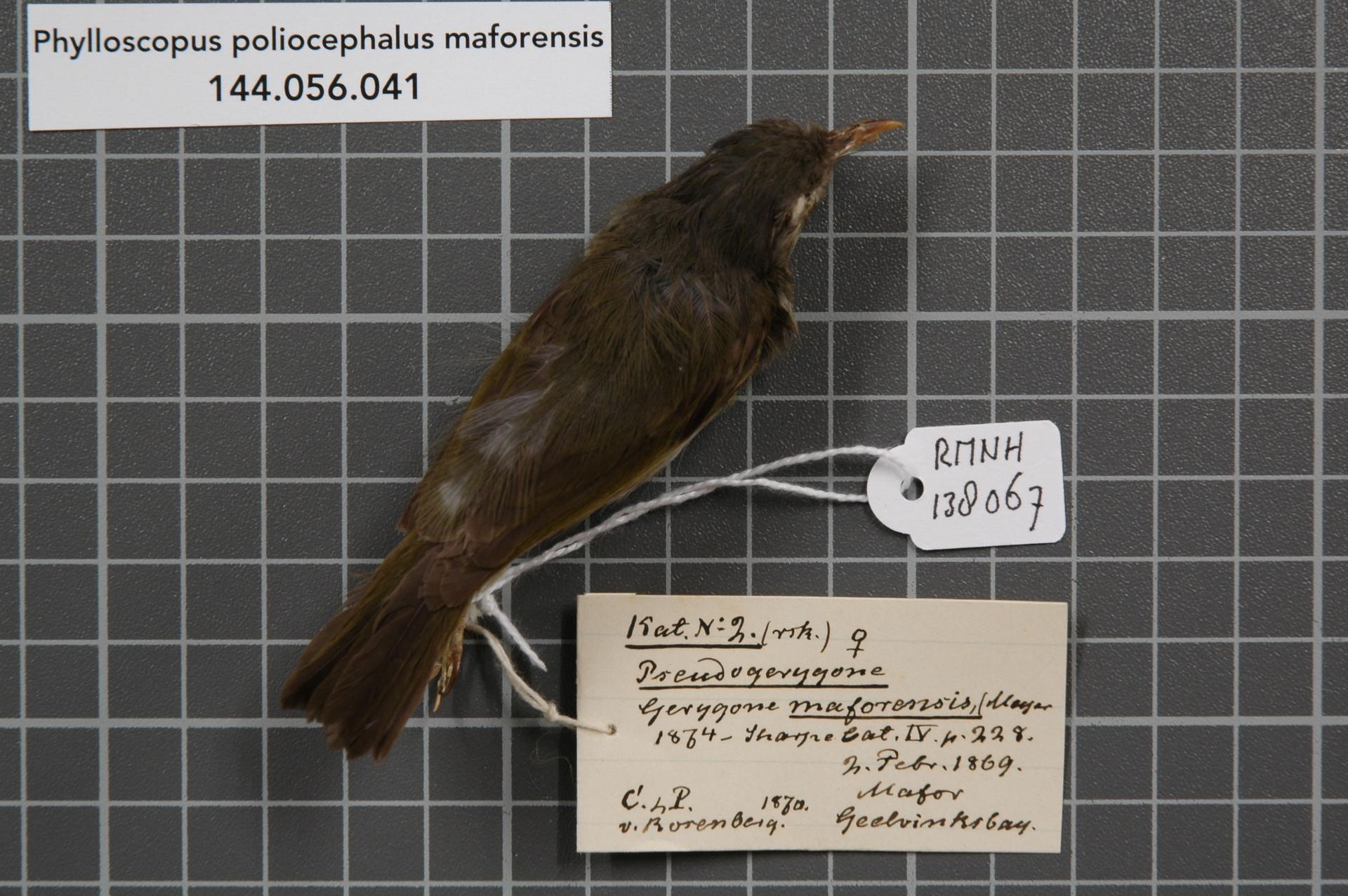 Island Leaf Warbler (Phylloscopus poliocephalus) :: BirdWeather